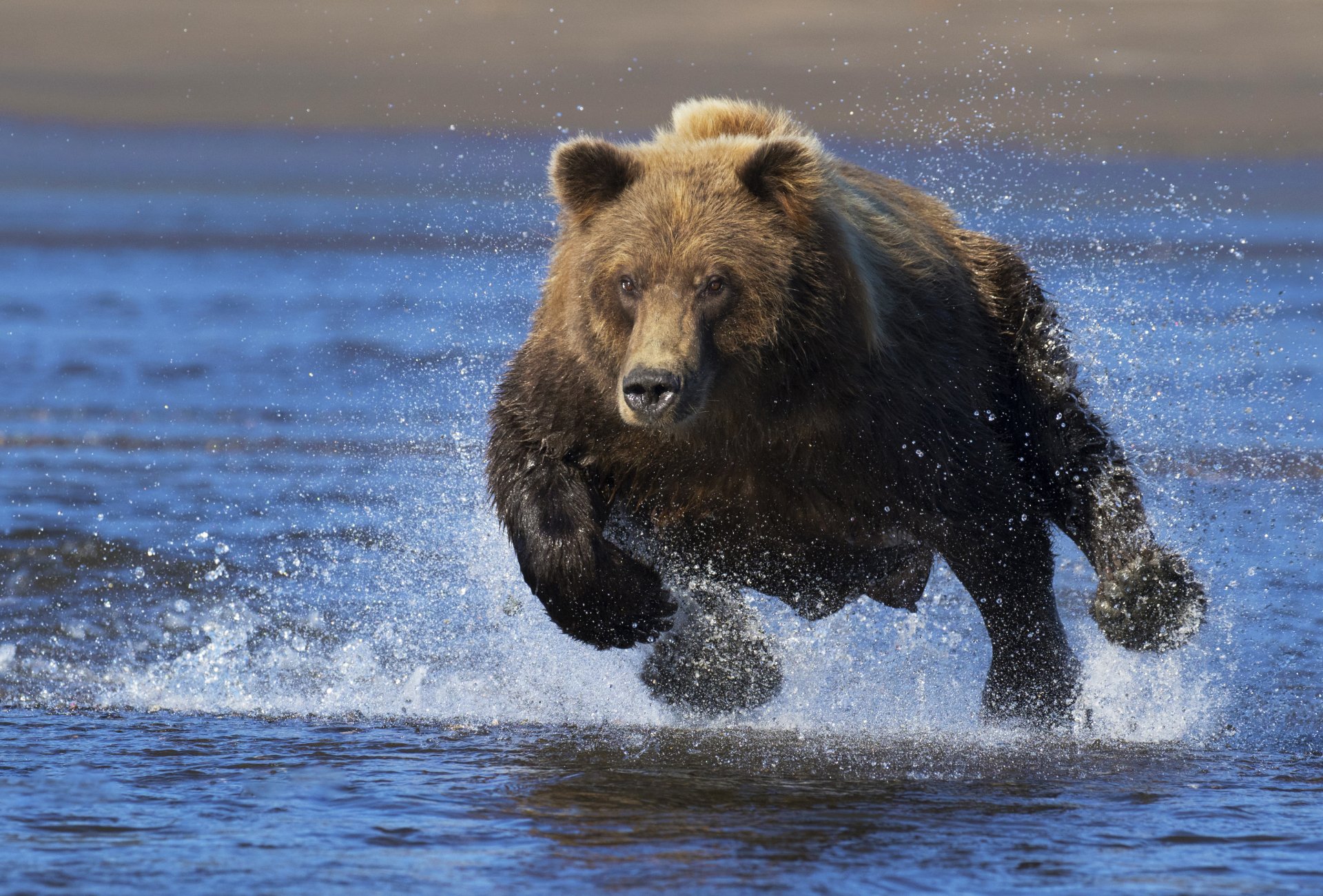Majestic Bear Splash | 4K Ultra HD Wildlife Wallpaper