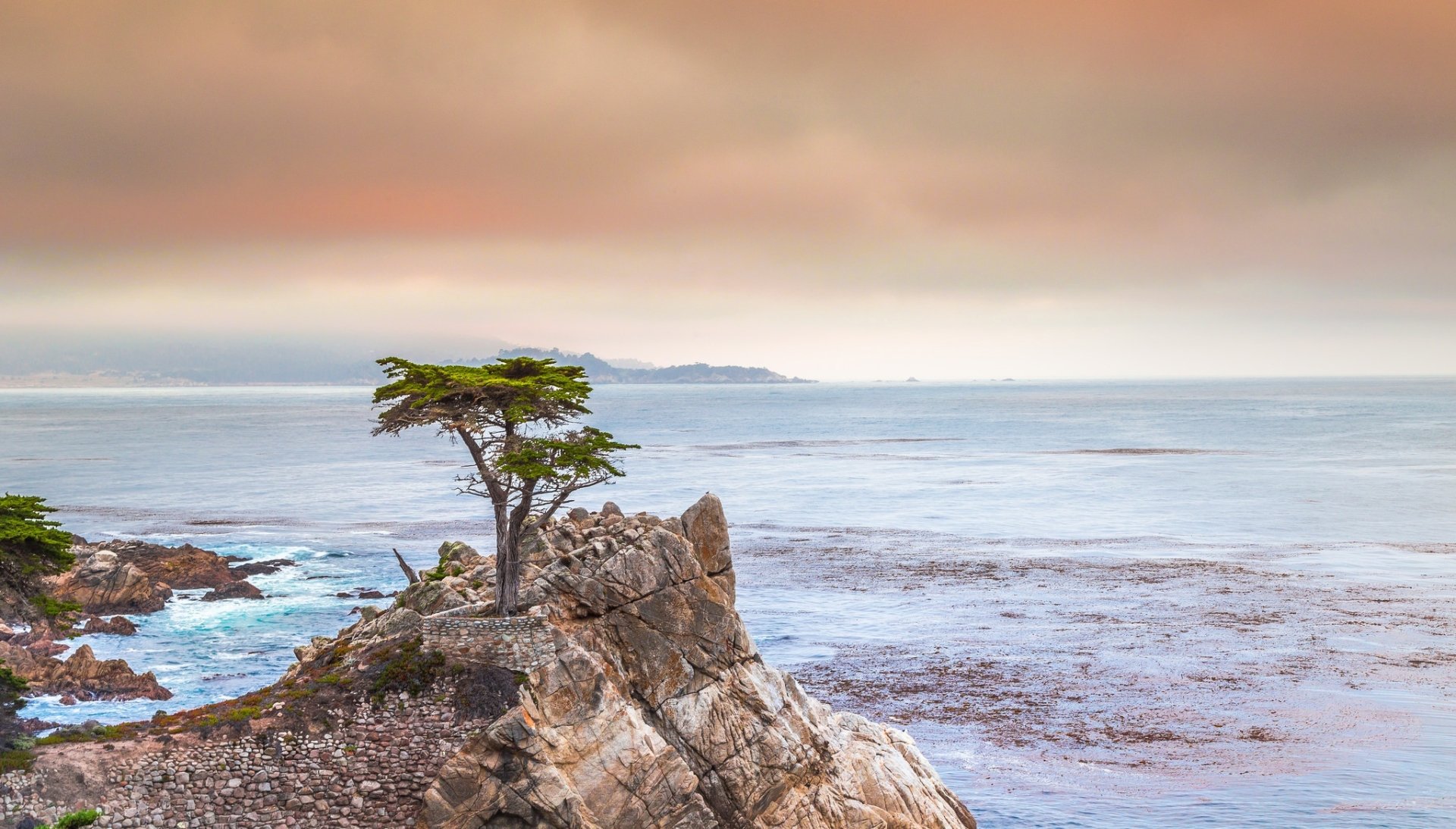 Coastal Sentinel: Lone Tree on the Ocean Horizon (HD Wallpaper)