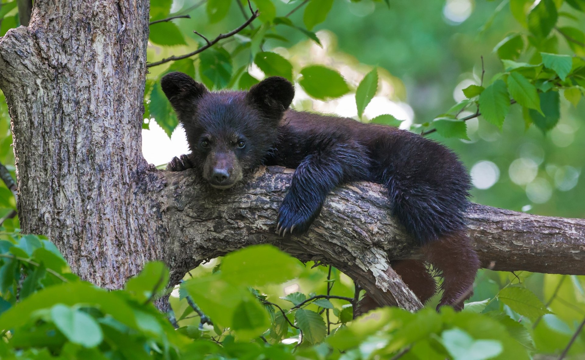 Adorable Black Bear Cub Relaxing – HD Baby Animal Wallpaper