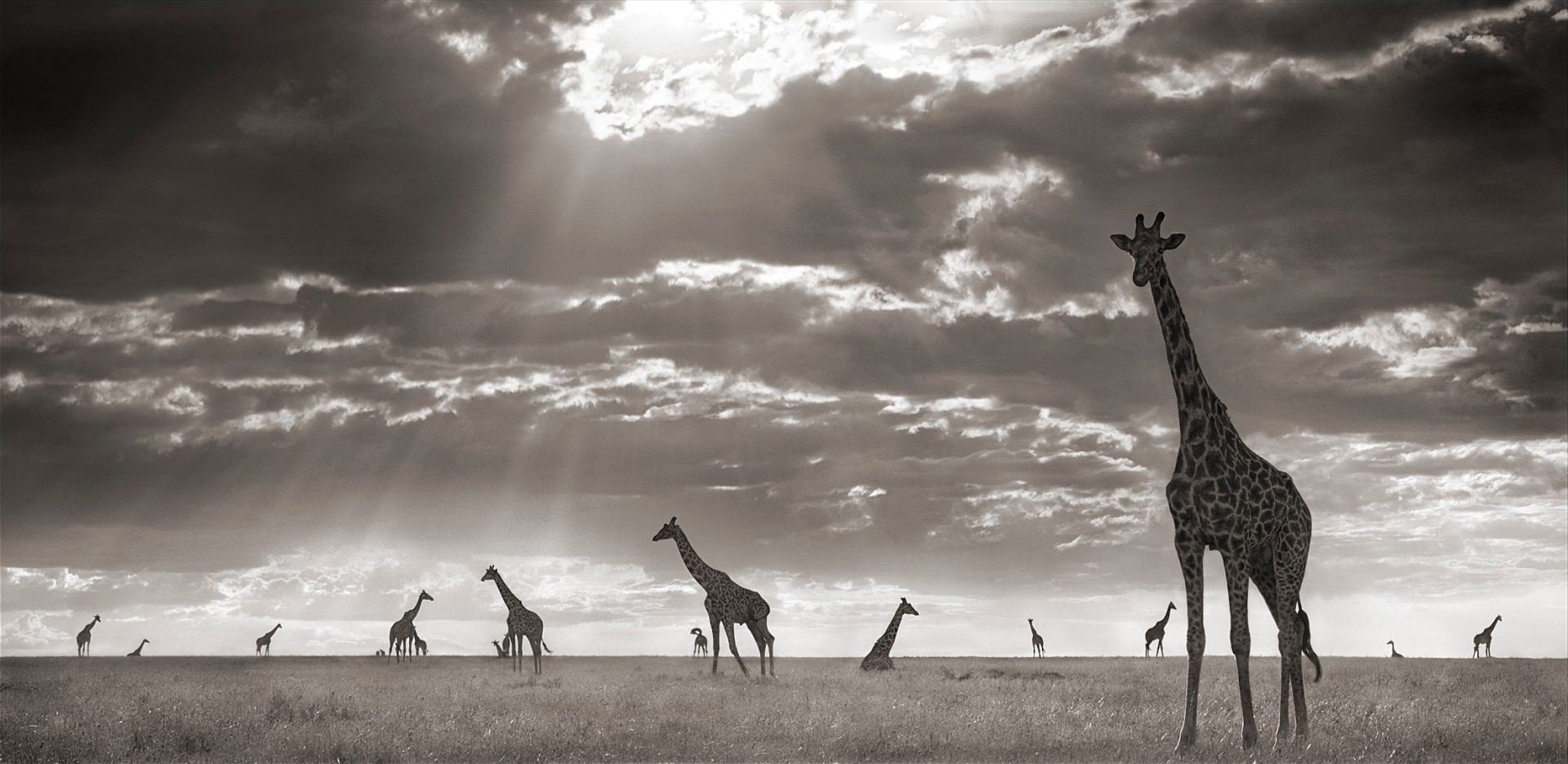 Download Cloud Sunbeam Animal Giraffe HD Wallpaper | 2215x1080 ...