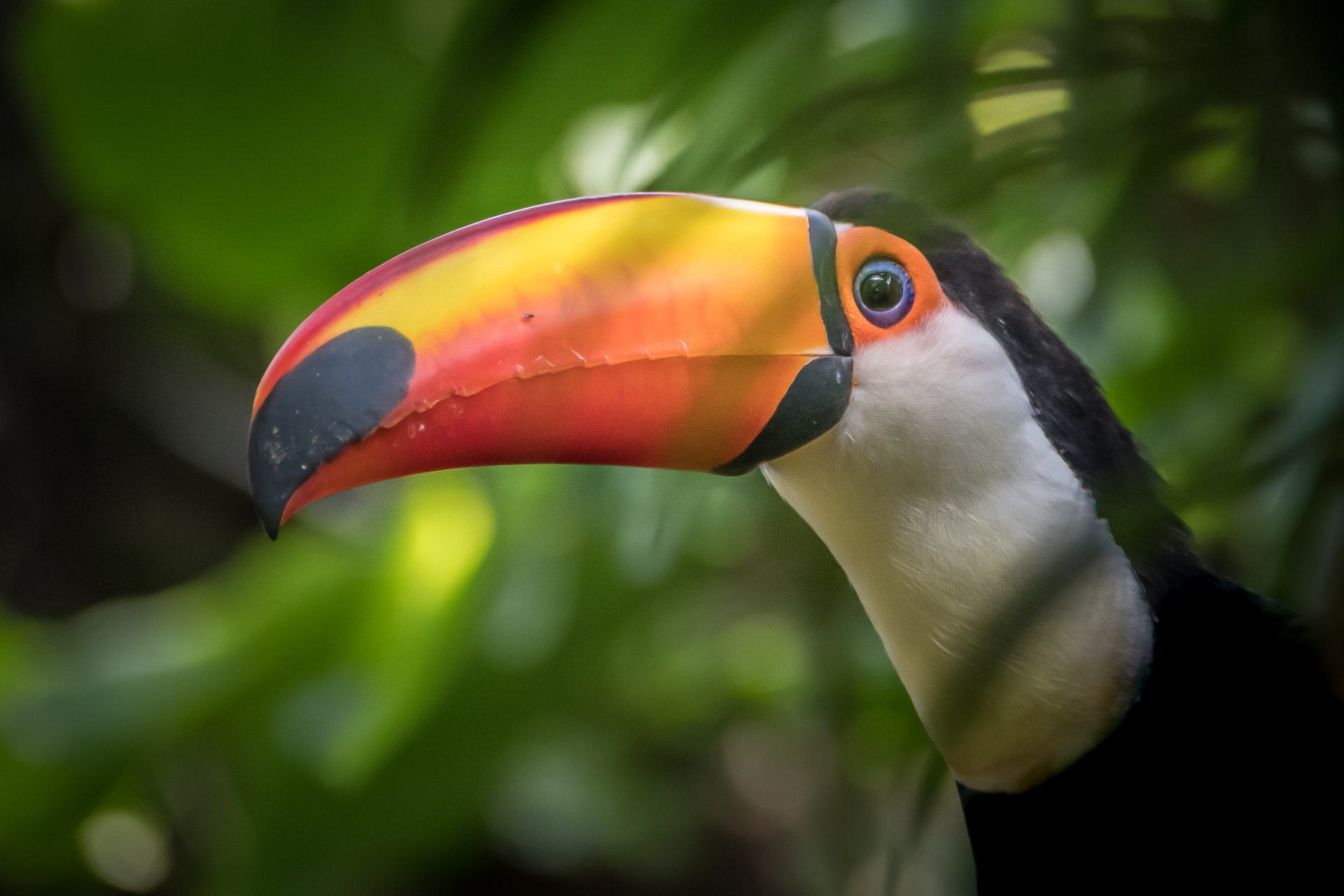 Vibrant Toucan Beak Close-Up HD Wallpaper with Stunning Bokeh ...