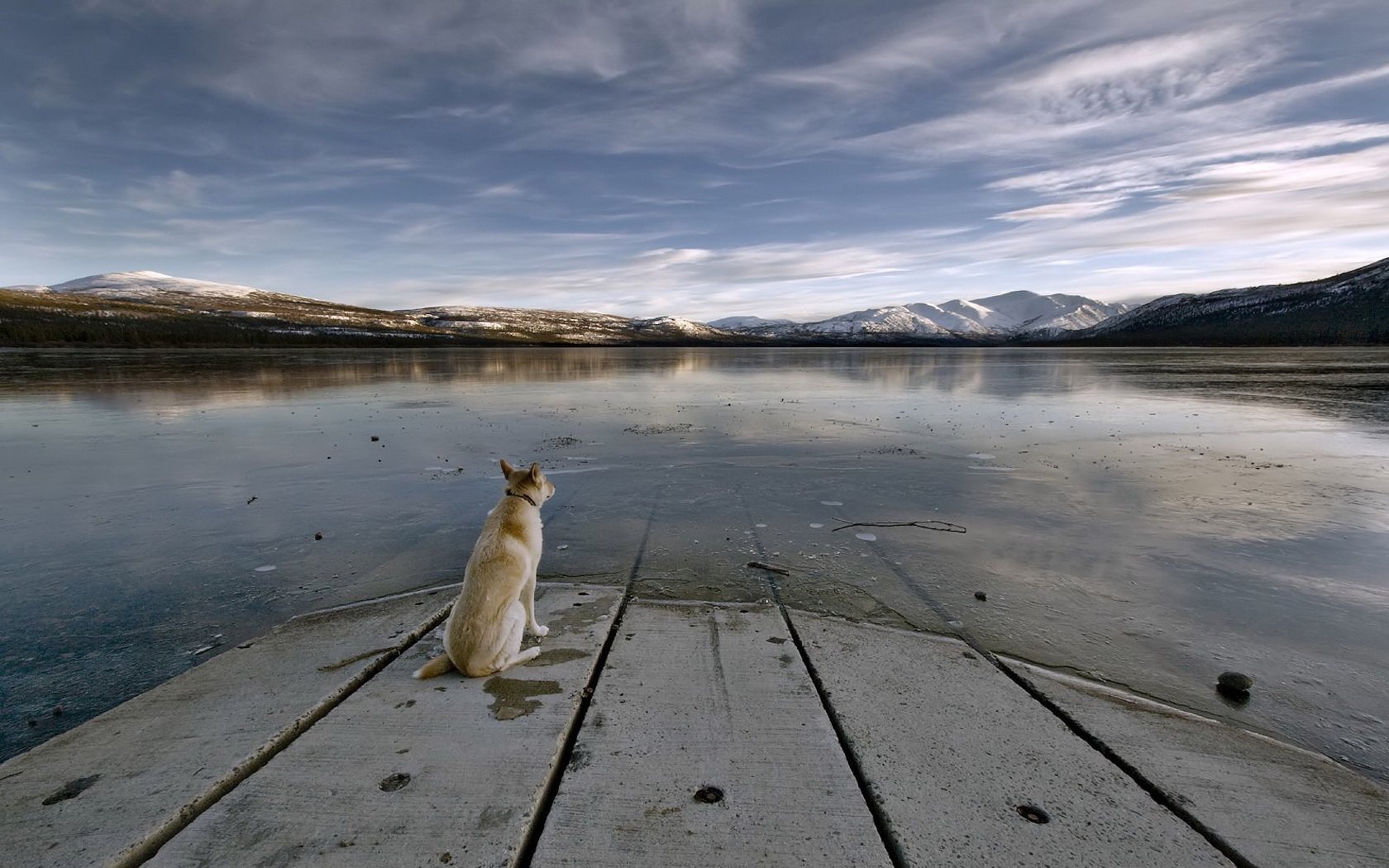 Serene Lake View: A Dog's Journey in an HD Wallpaper