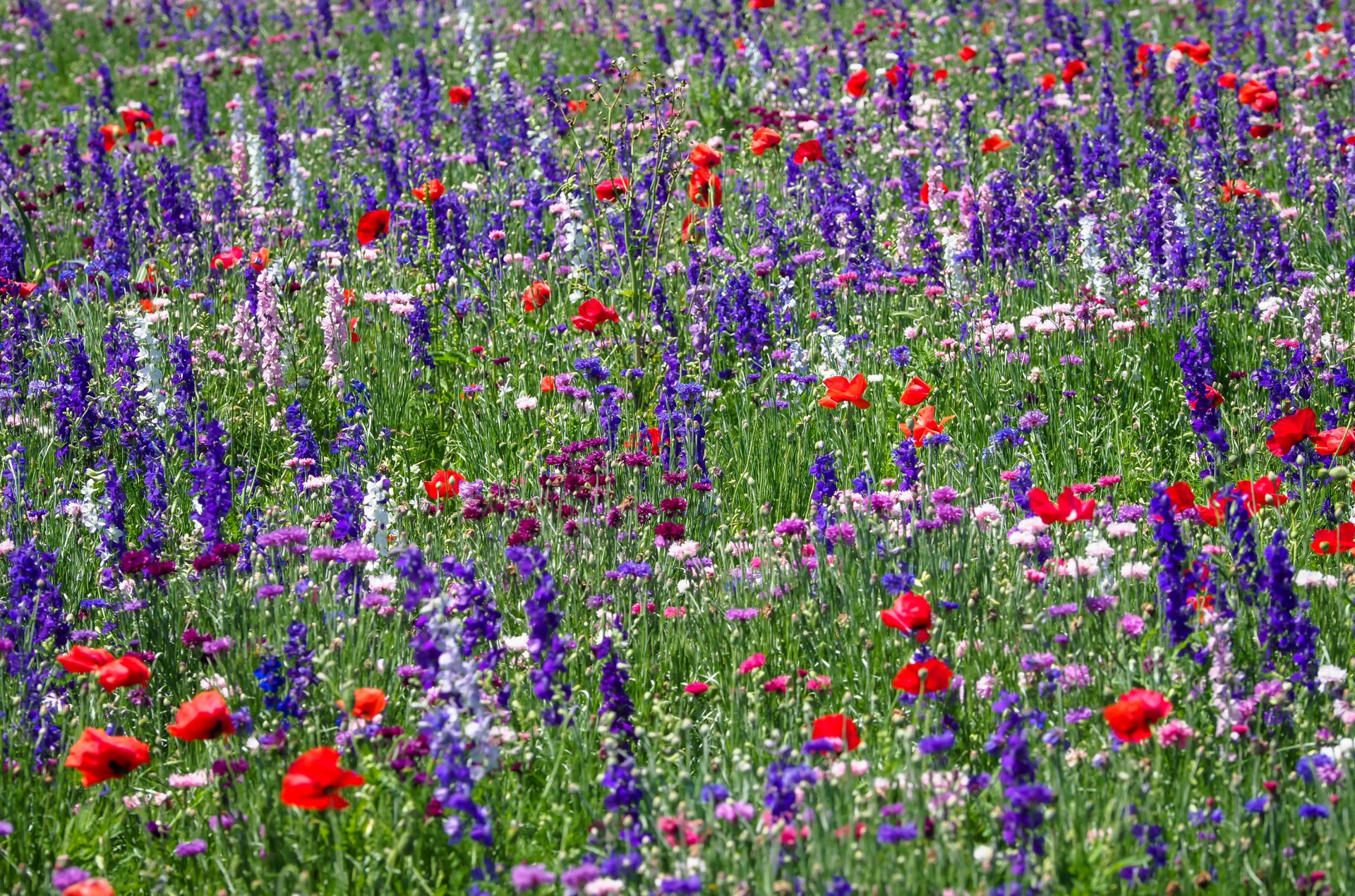 Download Blue Flower Red Flower Summer Flower Nature Meadow HD Wallpaper