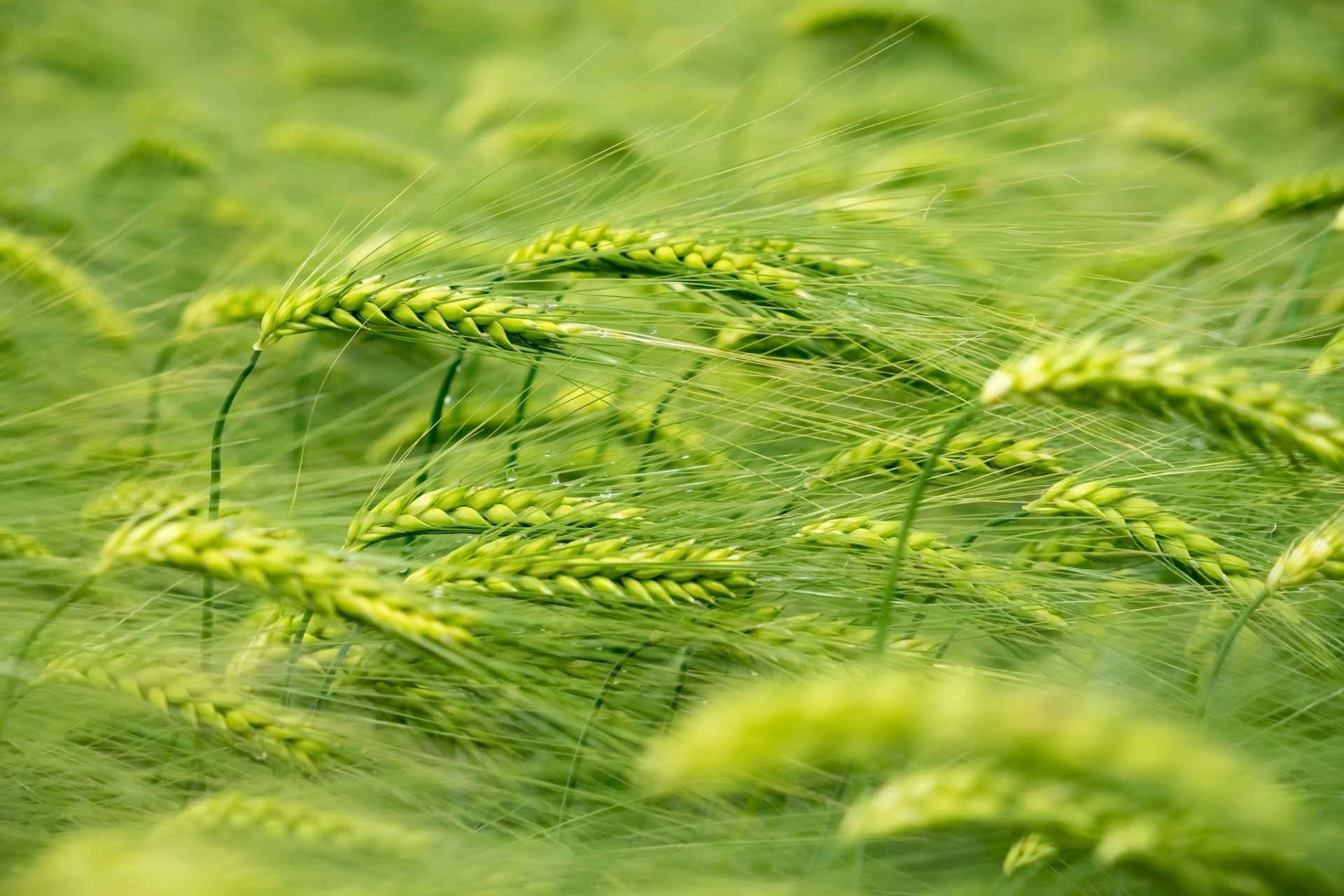 Vibrant Summer Wheat Fields: Nature's Green Symphony HD Wallpaper