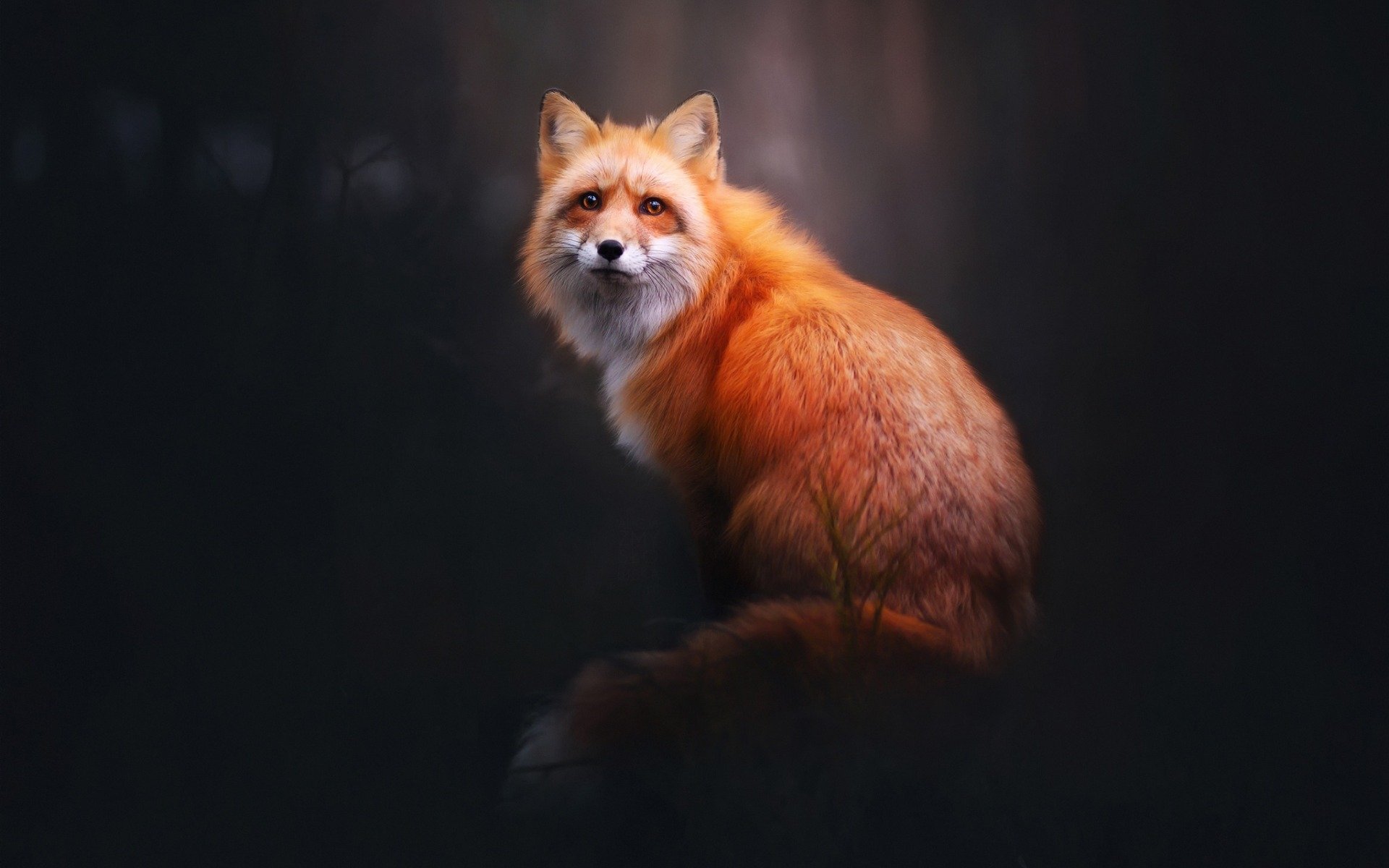 Majestic Fox HD Wallpaper by Alicja Zmysłowska