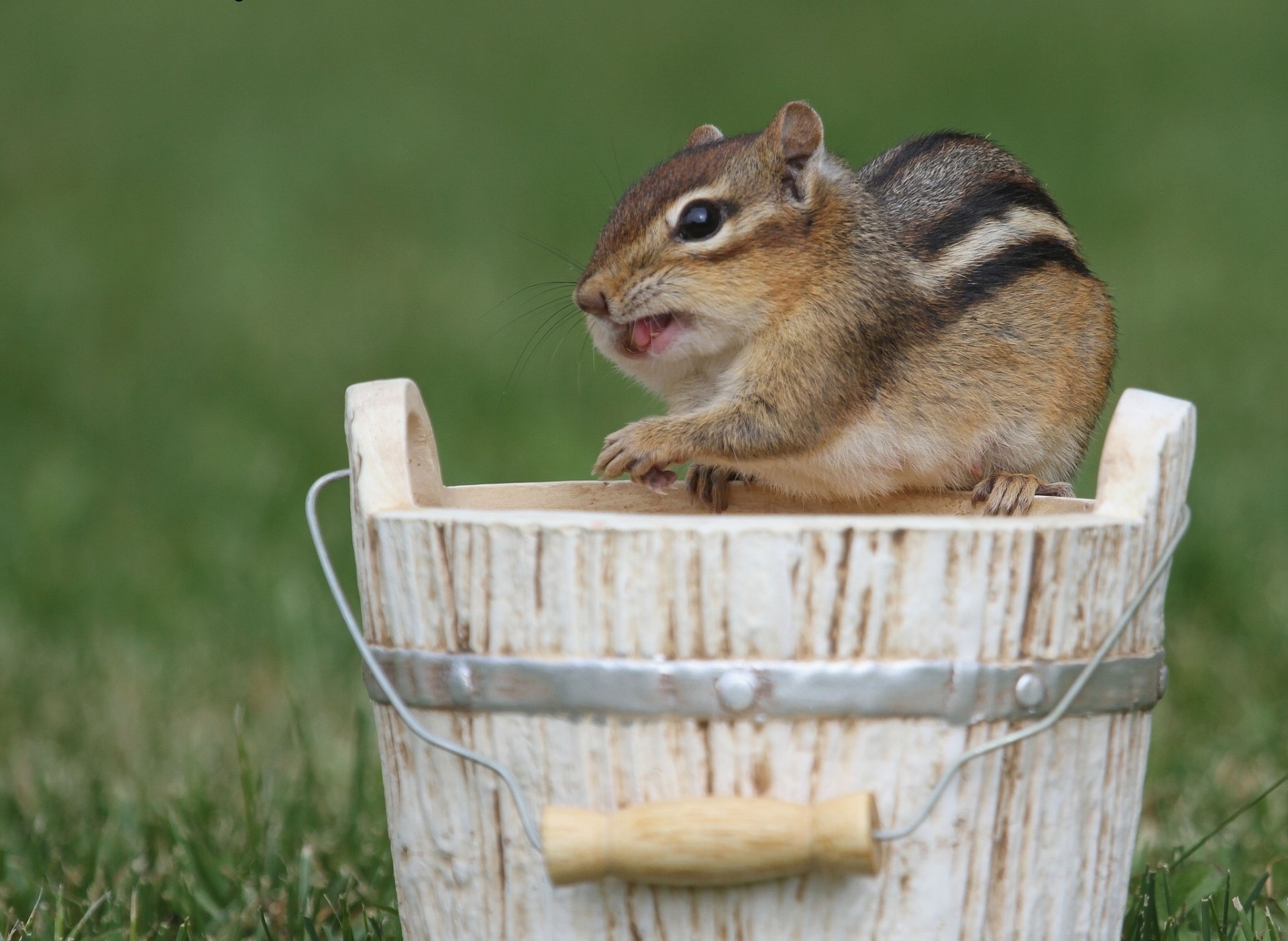 Chipmunk Charm (HD) | Tiny Rodent Wallpaper | Forest Chipmunk HD ...