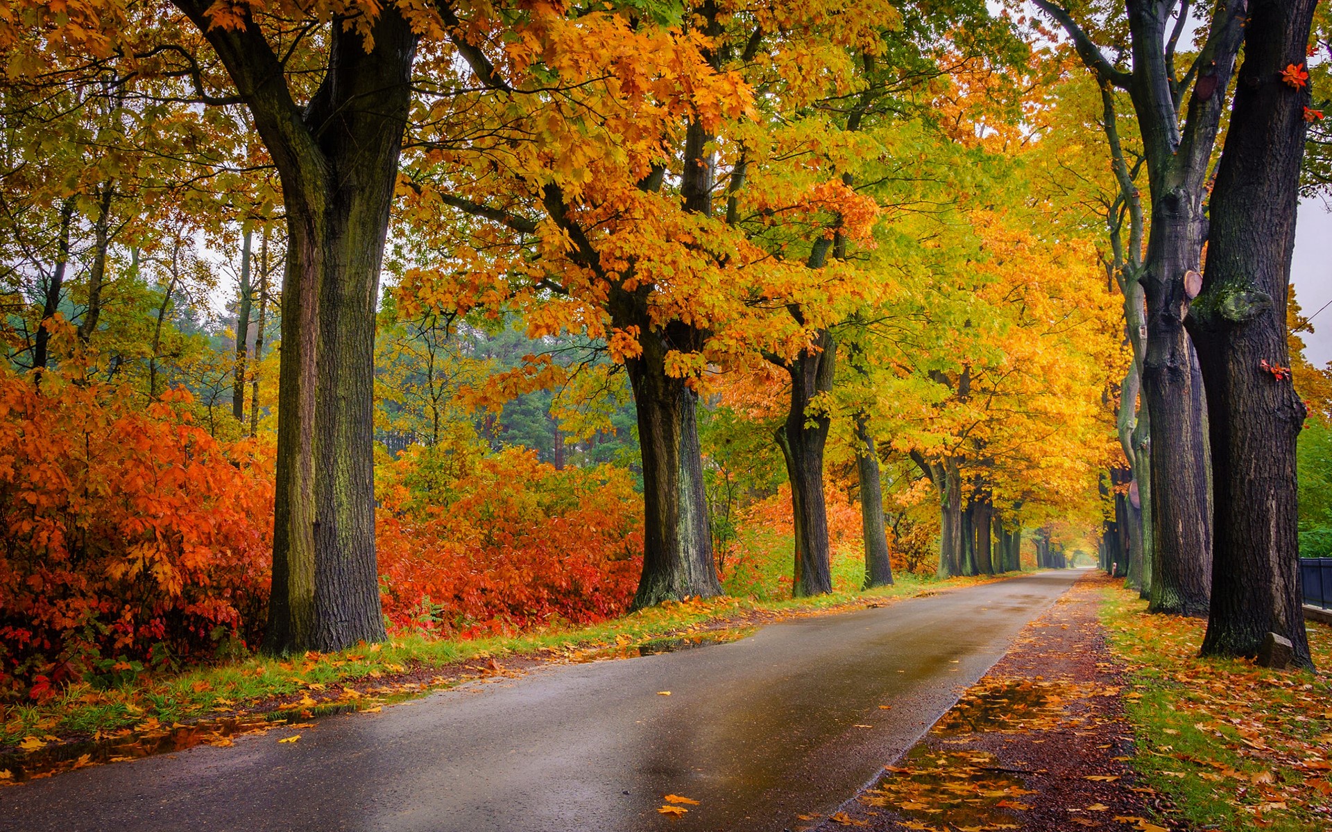 Vibrant Fall Road: Tree-Lined Escape in Stunning HD