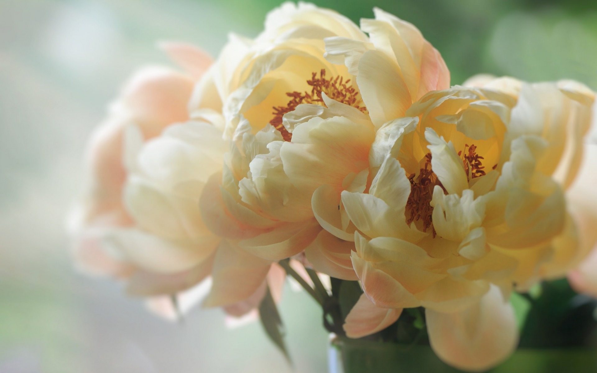 Download White Flower Flower Nature Peony HD Wallpaper