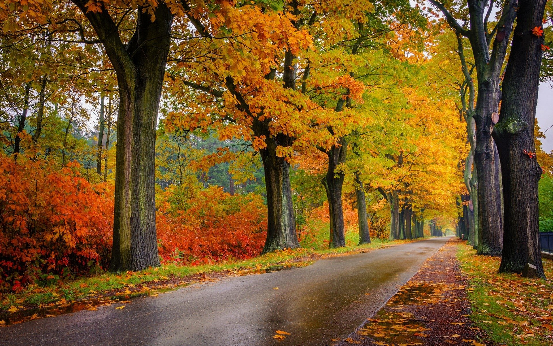Vibrant Fall Road: Tree-Lined Escape in Stunning HD