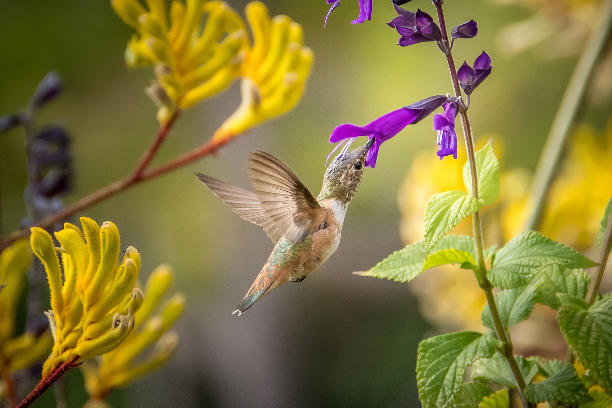 Hummingbird HD Wallpaper