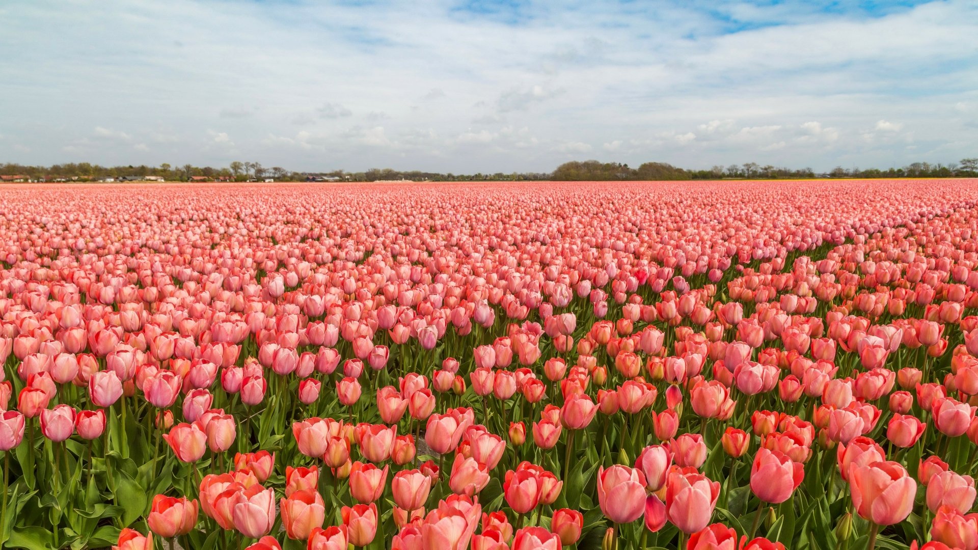 Download Field Summer Pink Flower Flower Nature Tulip 4k Ultra HD Wallpaper
