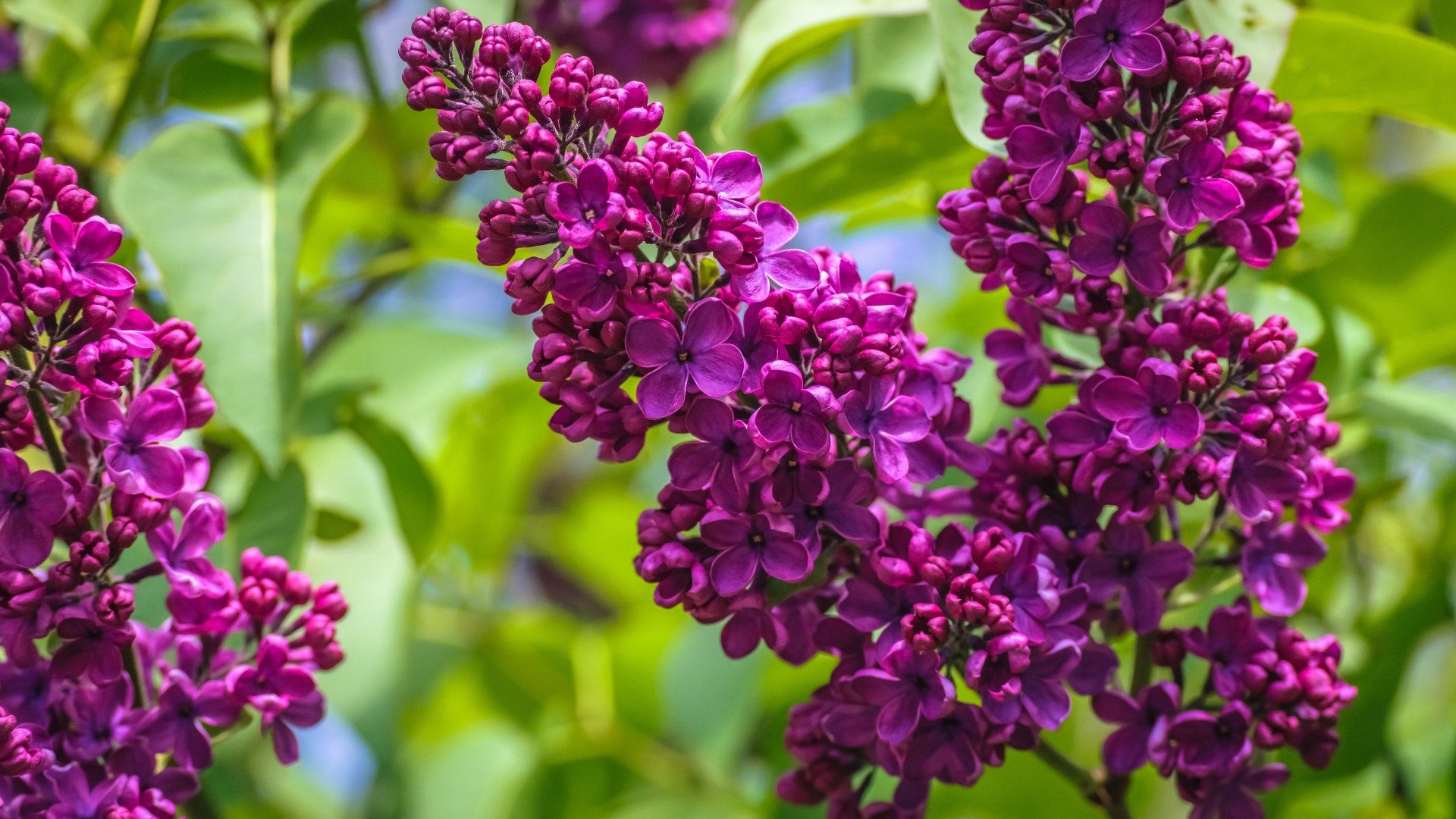 Download Purple Flower Plum Flower Nature Lilac 4k Ultra HD Wallpaper ...