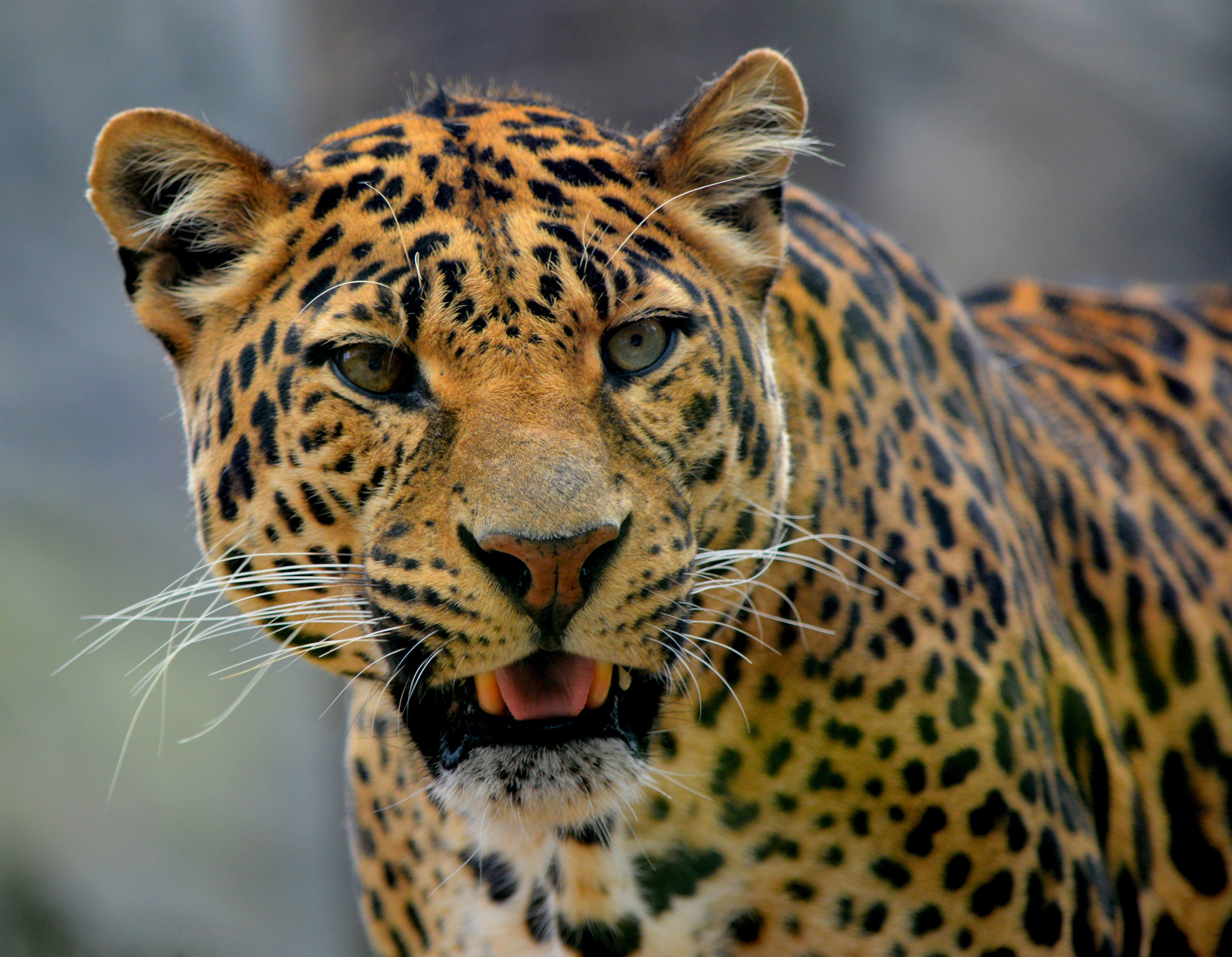 Download Animal Leopard HD Wallpaper