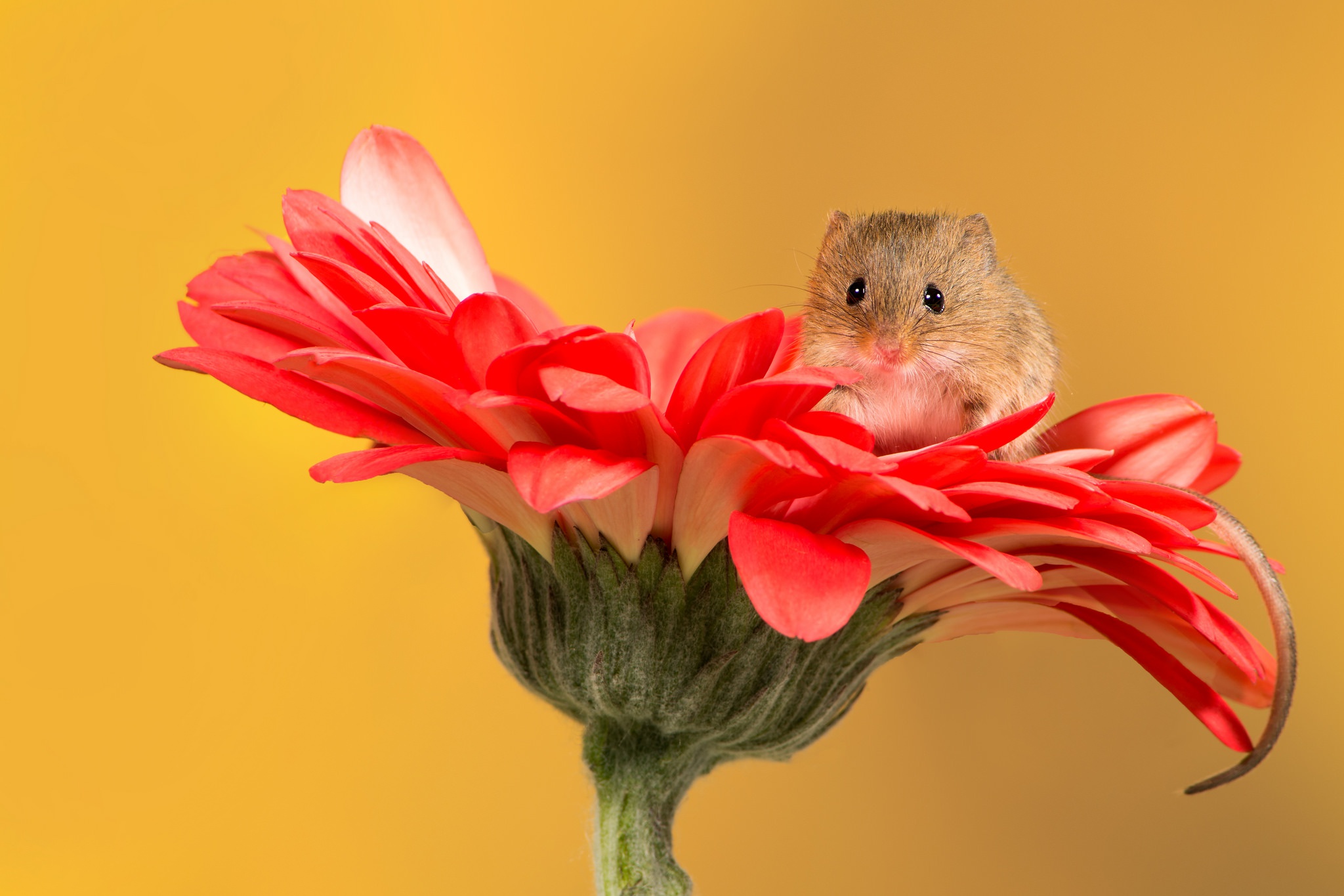 Delicate Mouse Amid Vibrant Blossom – Stunning Macro HD Wallpaper