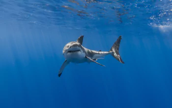 Shark Akula 4k Hd Desktop Wallpaper For 4k Ultra Hd Tv
