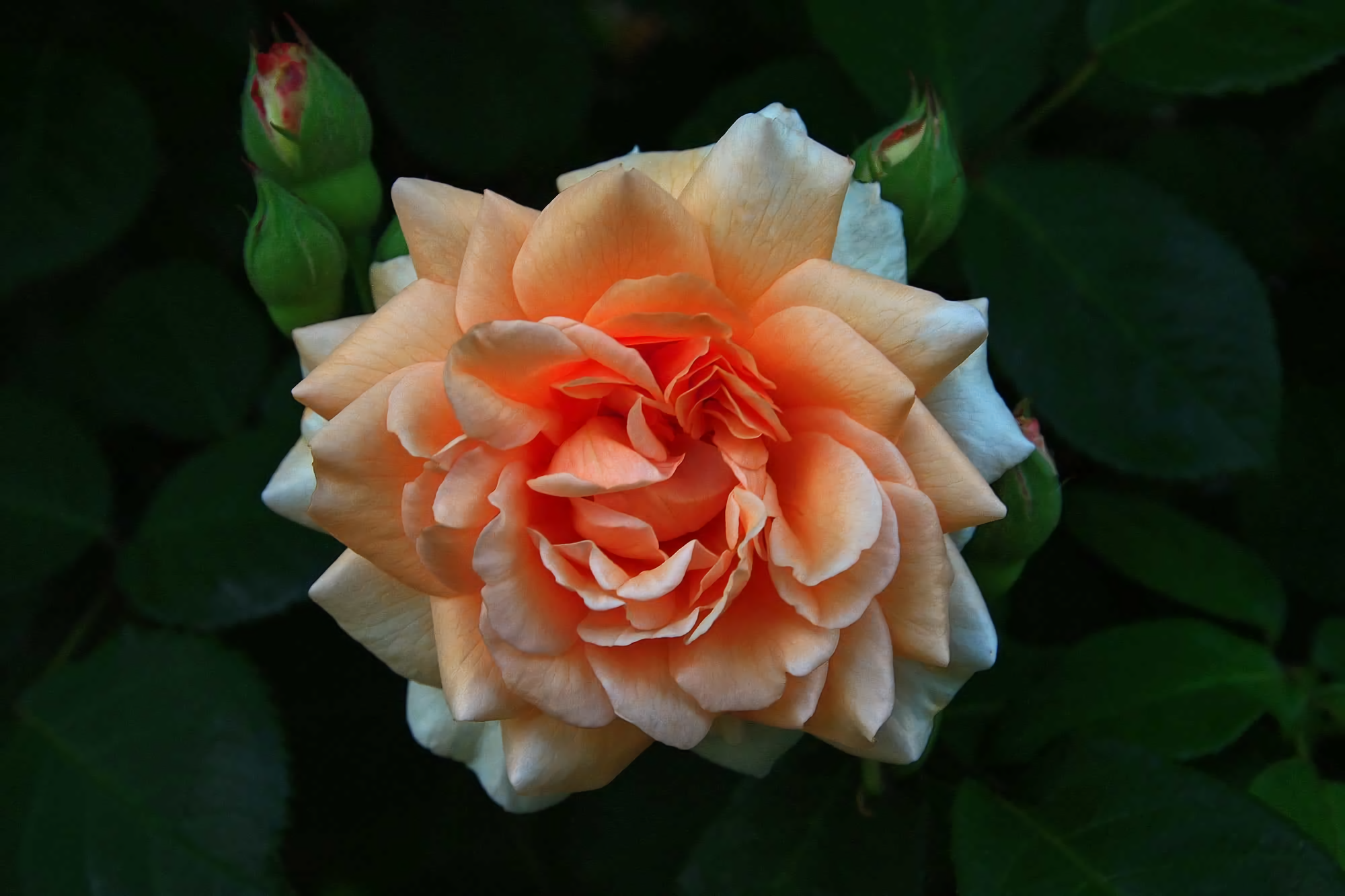 Download Peach Flower Flower Nature Rose HD Wallpaper