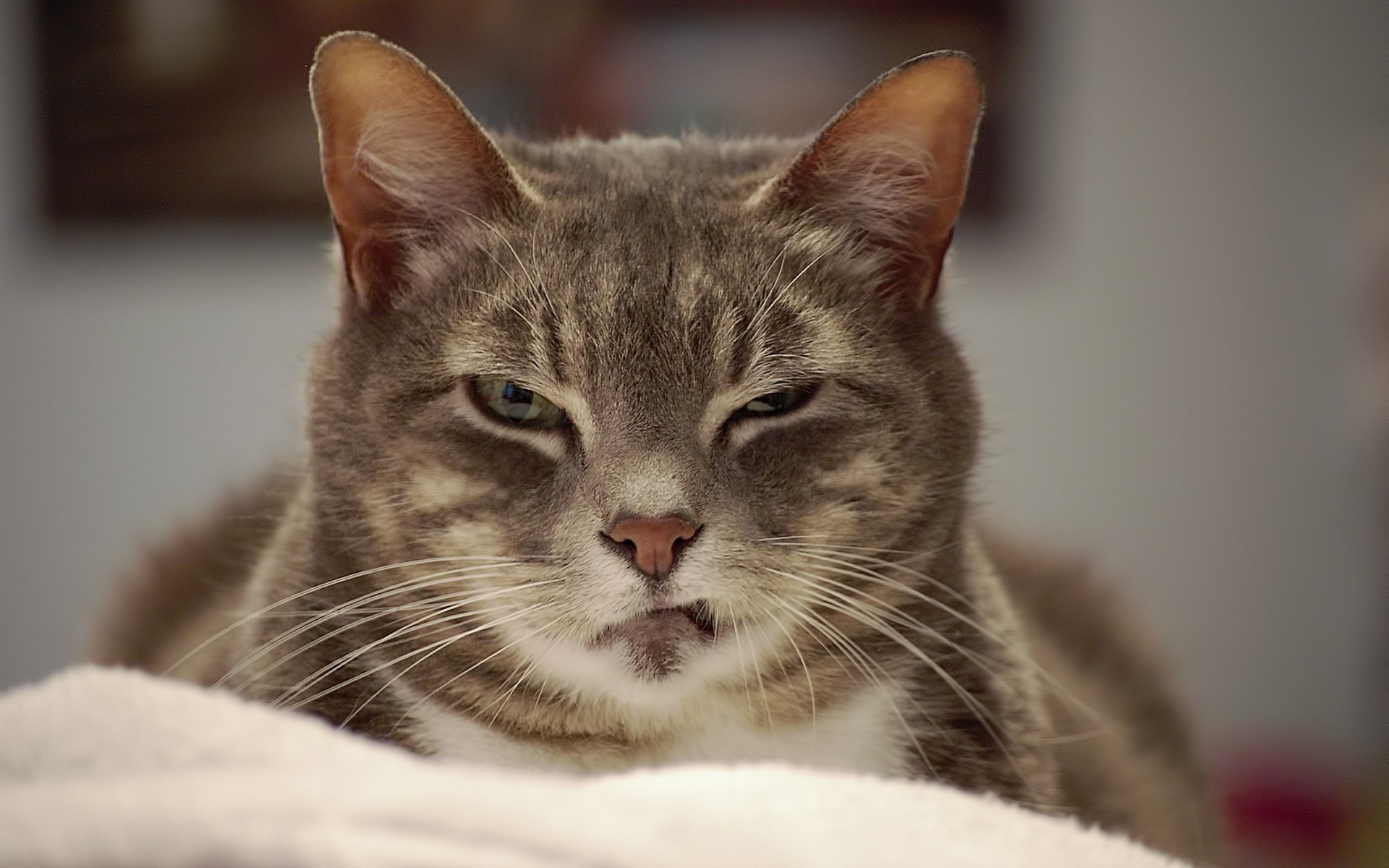 Download Close-up Stare Animal Cat HD Wallpaper