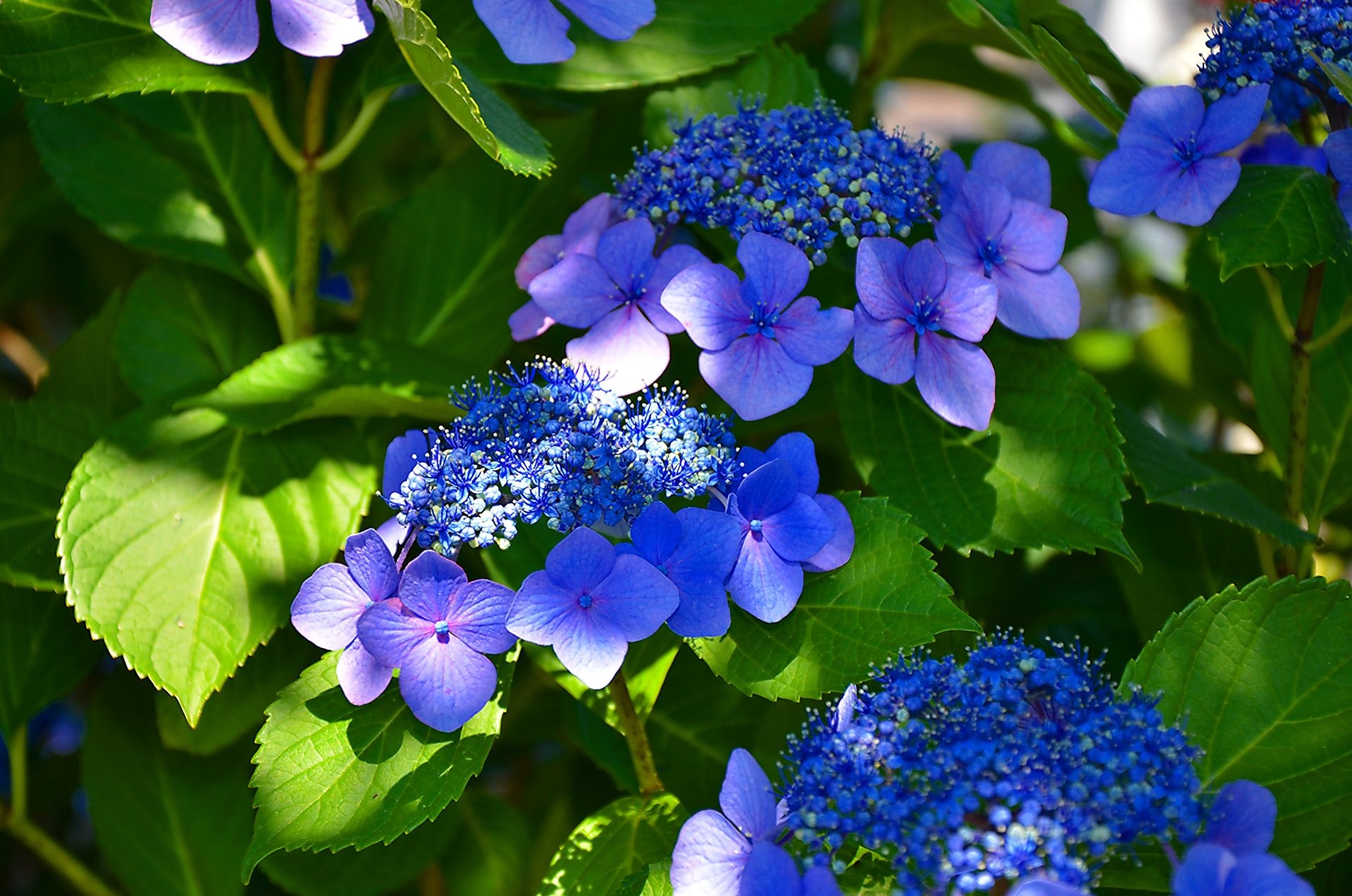 Download Blue Flower Leaf Flower Nature Hydrangea 4k Ultra HD Wallpaper ...