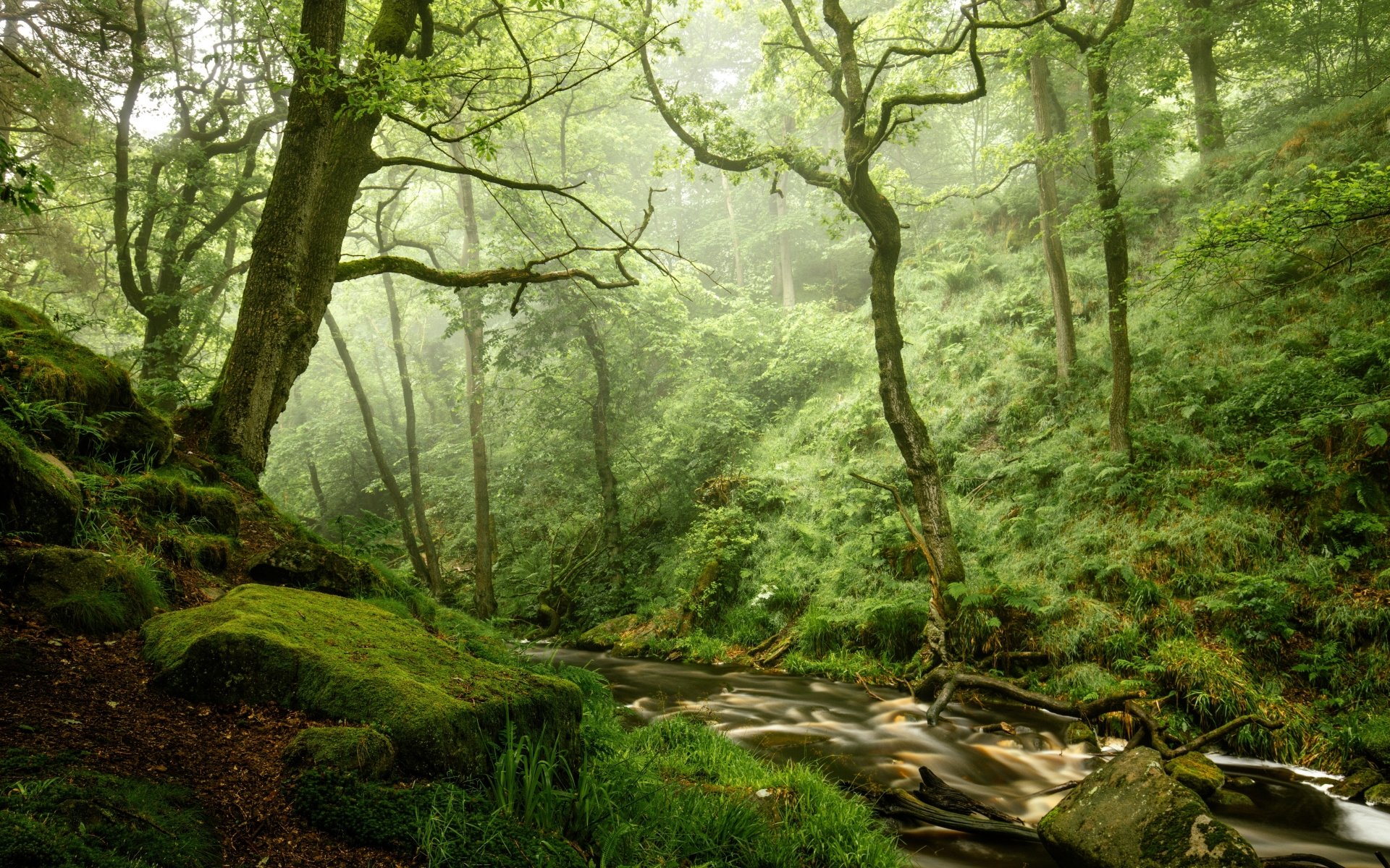 4K Ultra HD Enchanted Forest Stream – Lush Greenery and Serene Nature ...