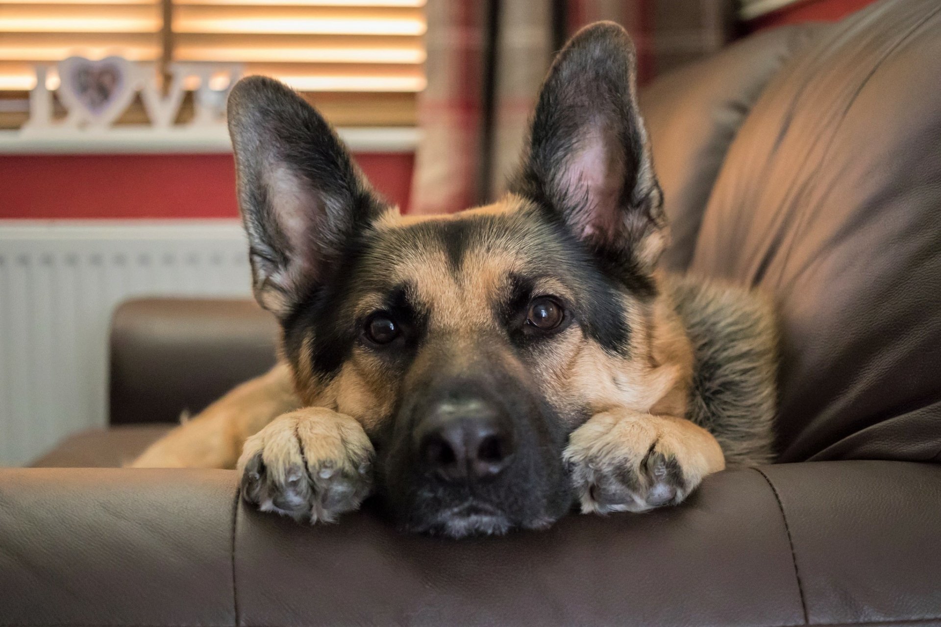 Majestic German Shepherd Stare – HD Animal Face Wallpaper | 2048x1365 ...