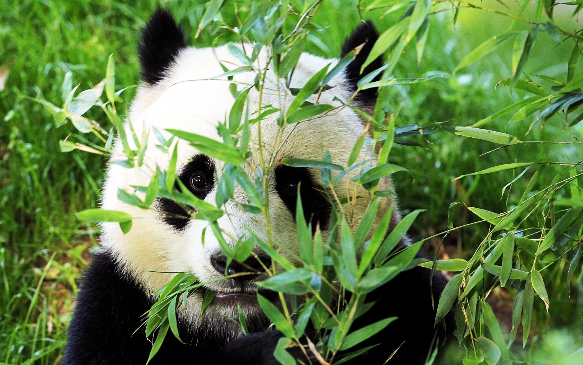 Download Animal Panda HD Wallpaper