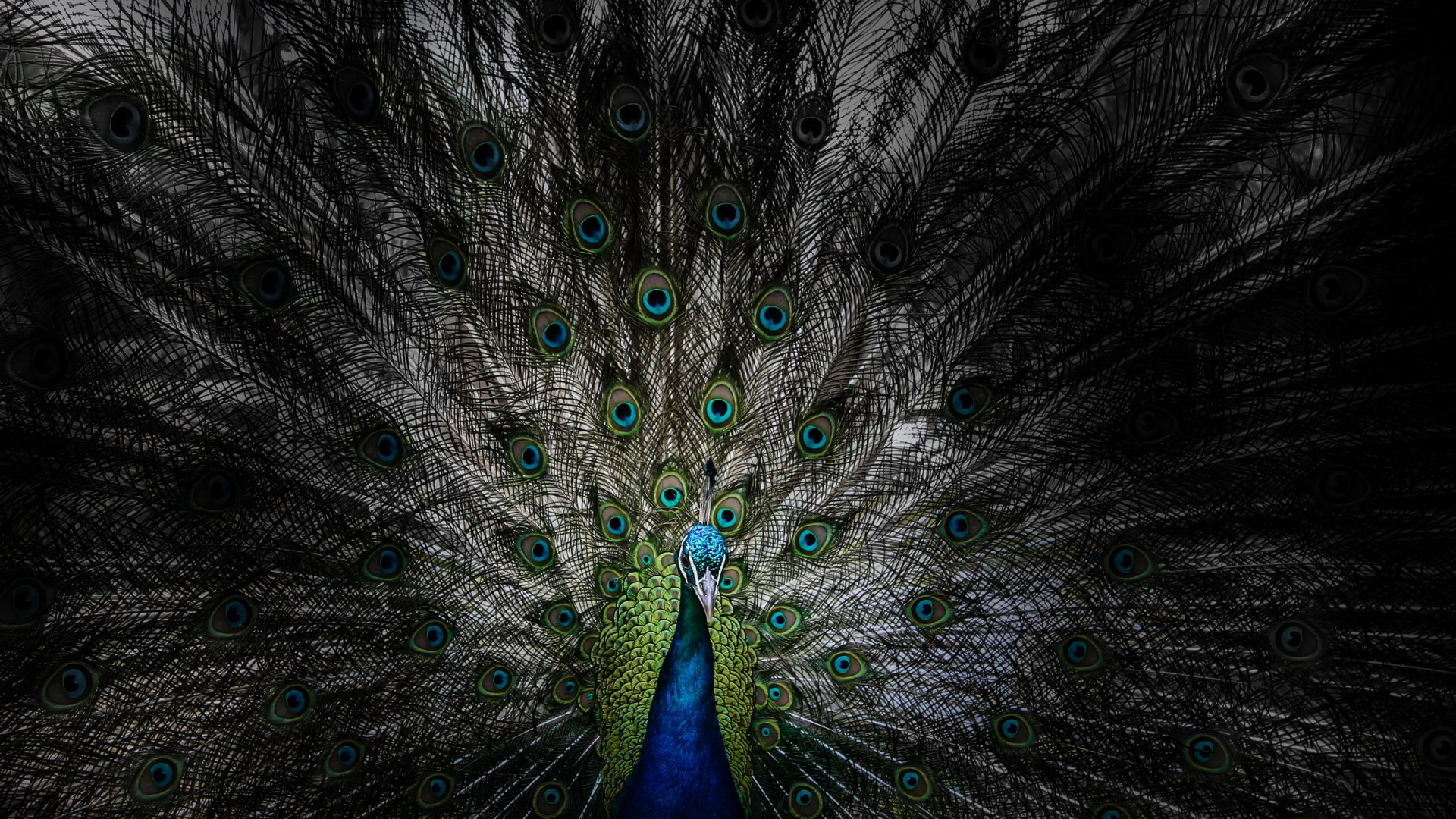 Majestic Peacock Feather Display HD Wallpaper