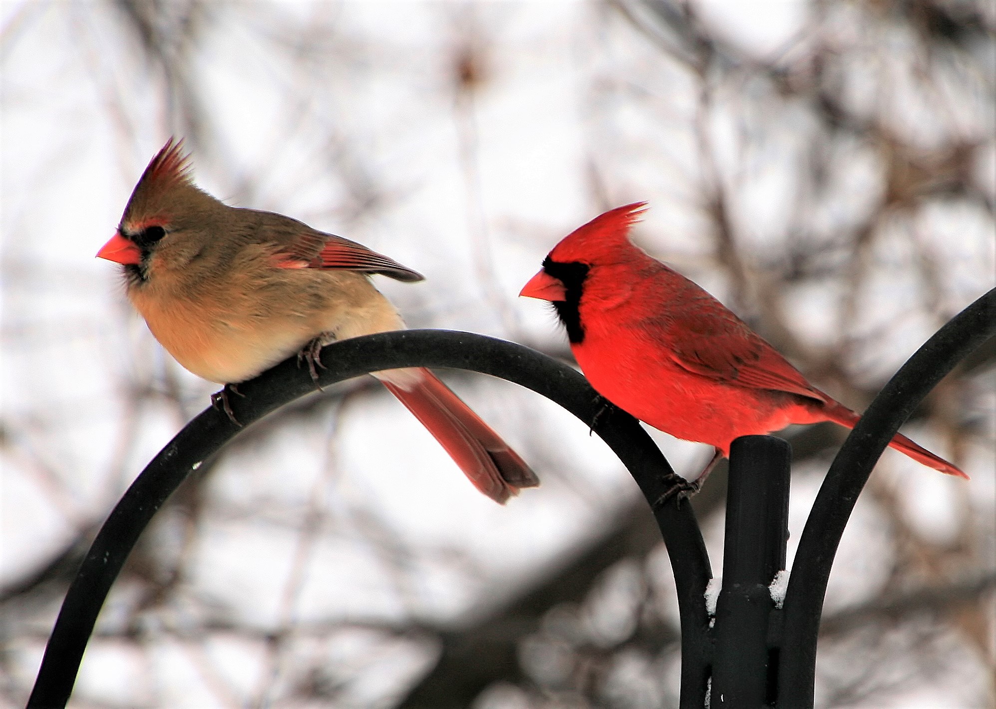 Male And Female Northern Cardinal Male And Female Northern Cardinal