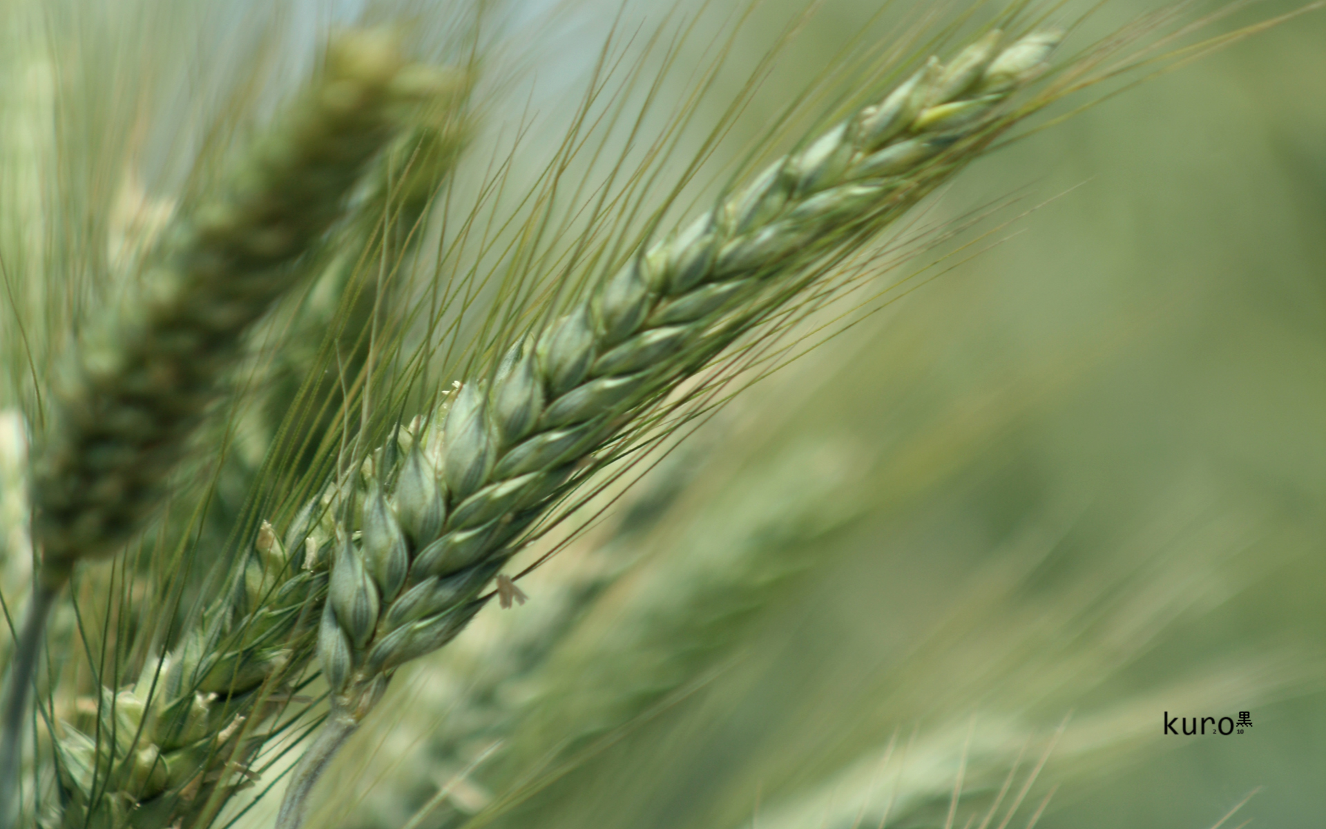 Download Nature Close-up HD Wallpaper