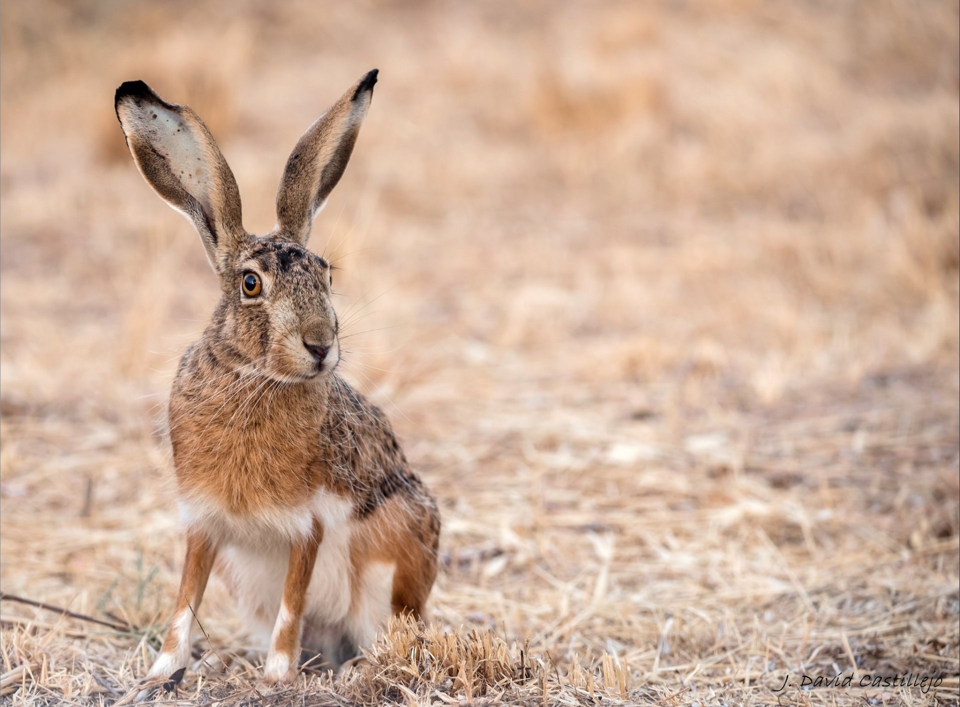 Download Animal Hare HD Wallpaper by José David Castillejo