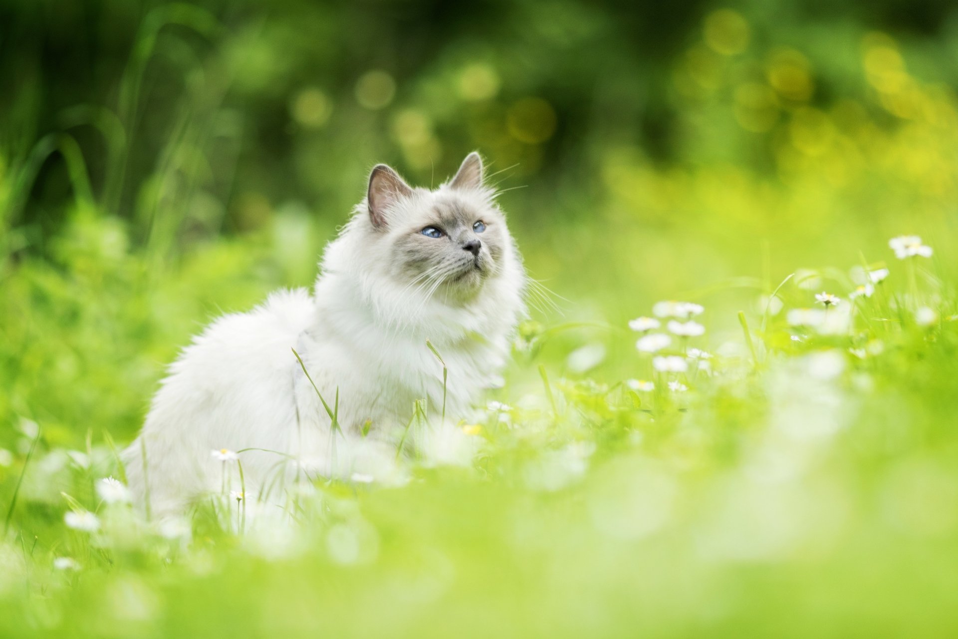 Bokeh Meadow: 2K Quad HD Cat Wallpaper