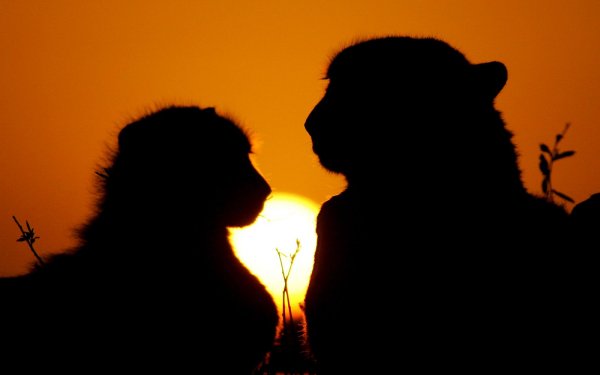 Cheetah HD Wallpaper | Background Image | 3840x1200