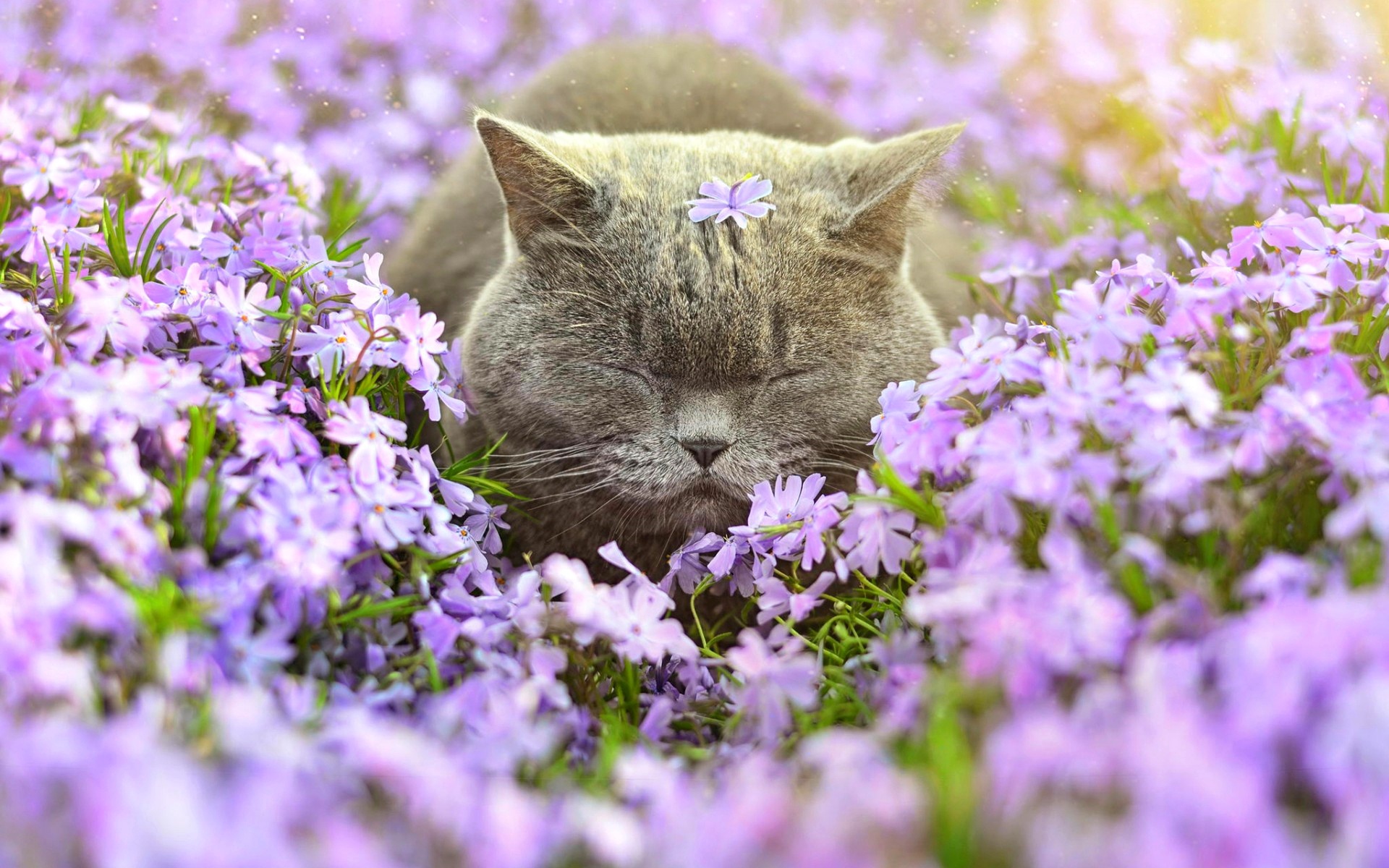 Download Flower Purple Flower Sleeping Animal Cat HD Wallpaper