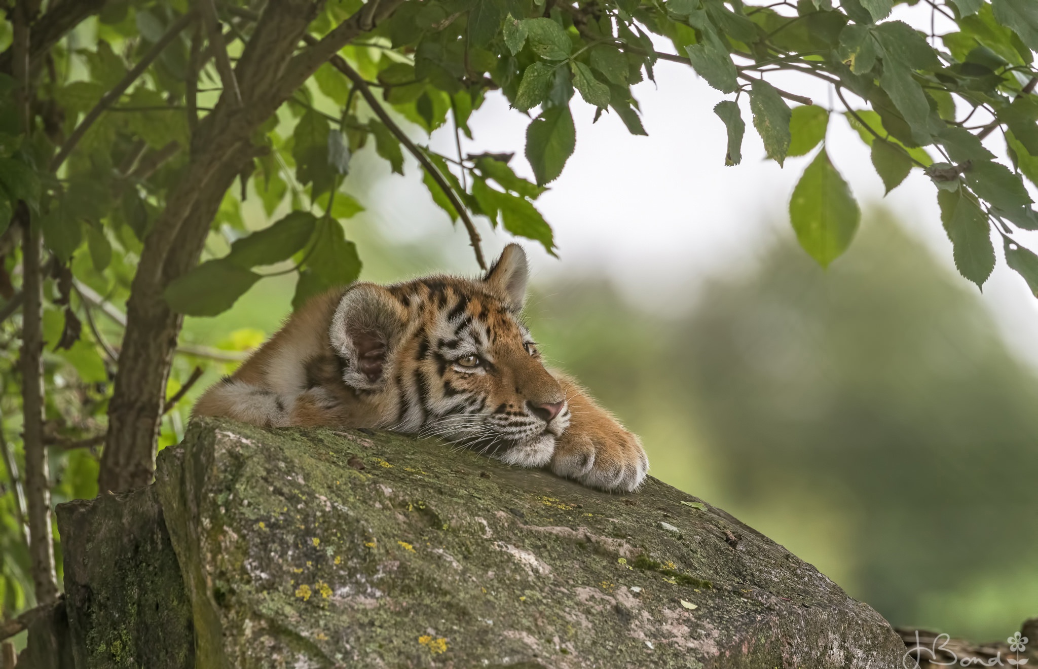 Resting Tiger Cub in Nature – Stunning HD Animal Wallpaper