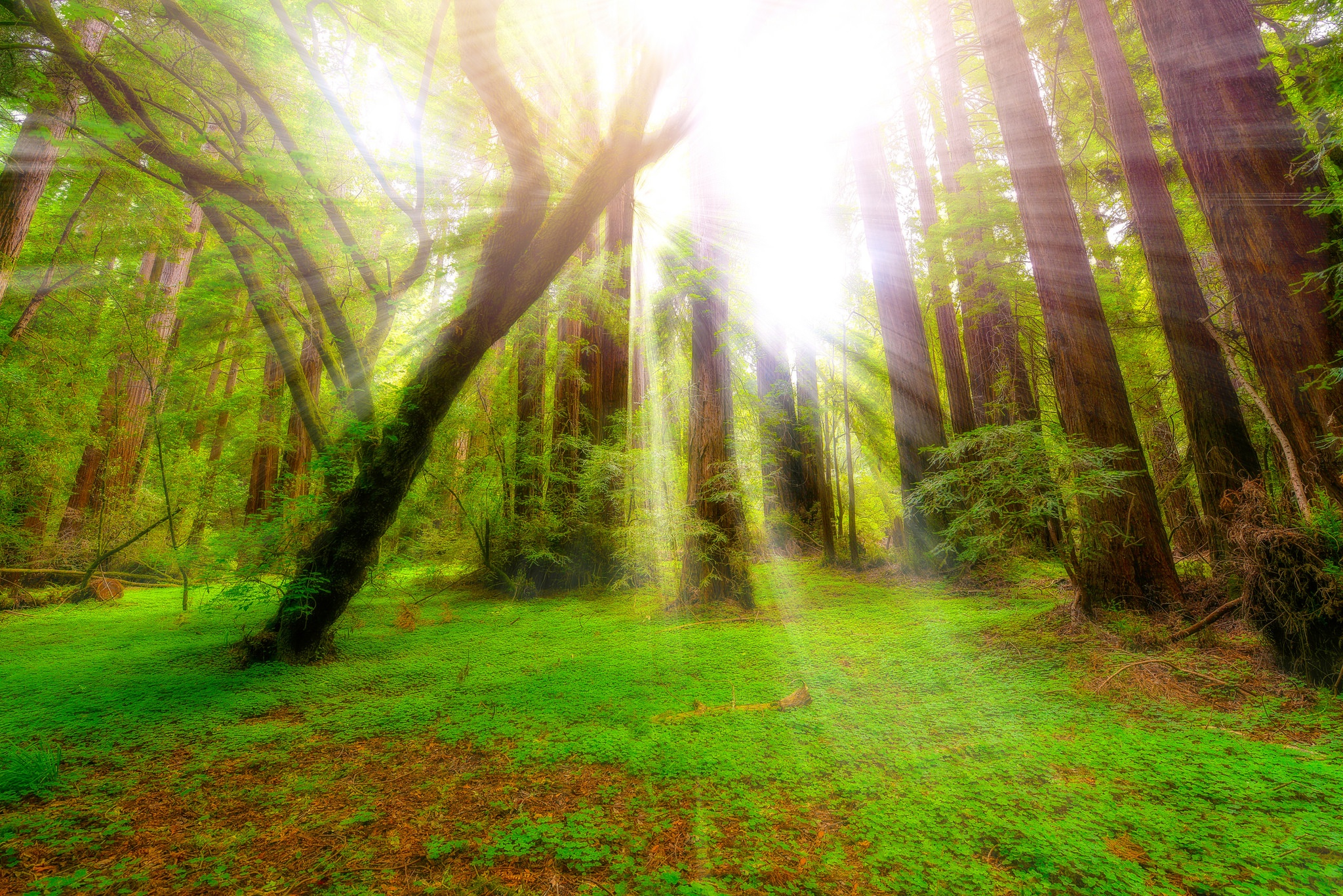 Download Forest Greenery Tree Nature Sunbeam HD Wallpaper