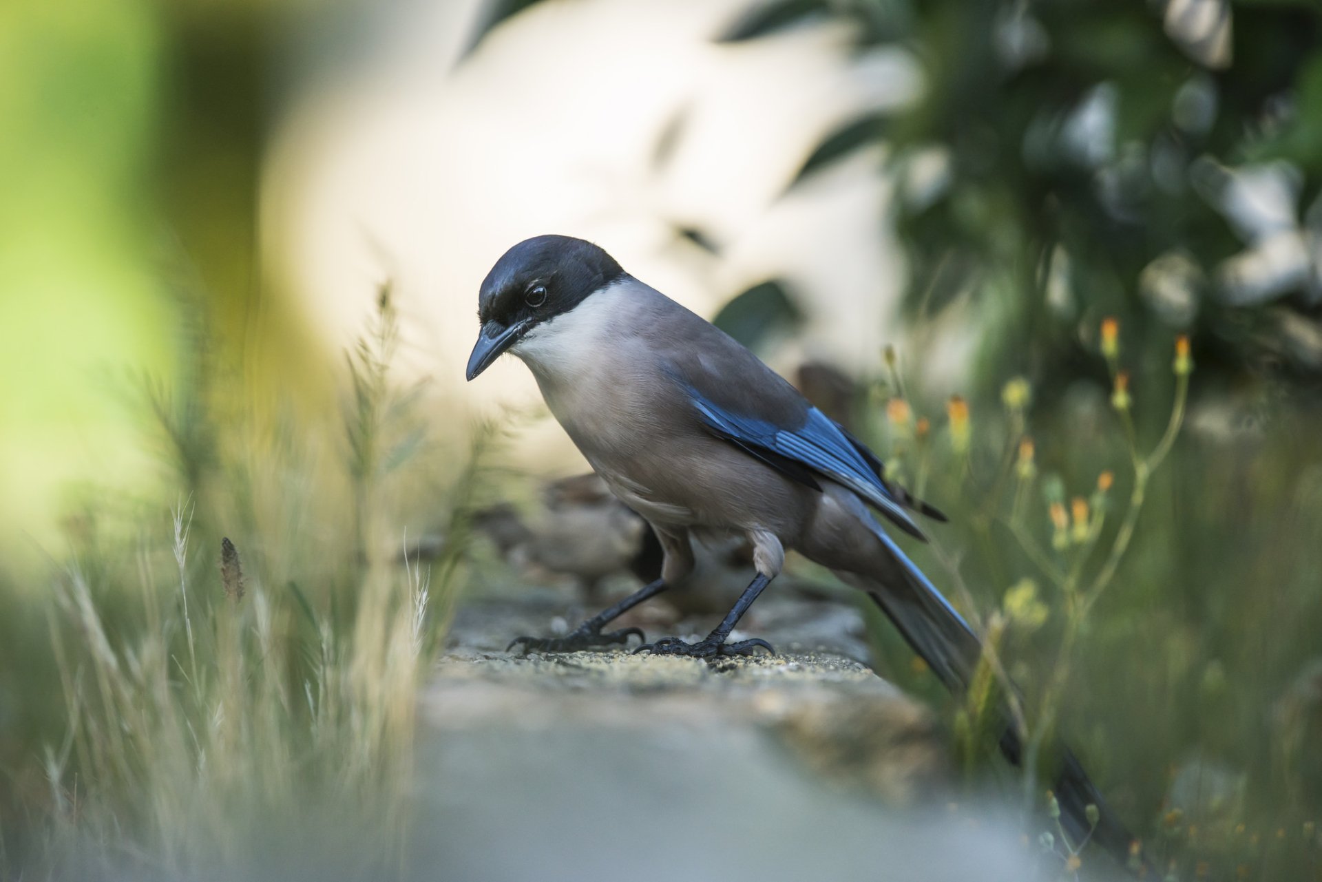 Download Bird Animal Magpie HD Wallpaper by Rik Janssen
