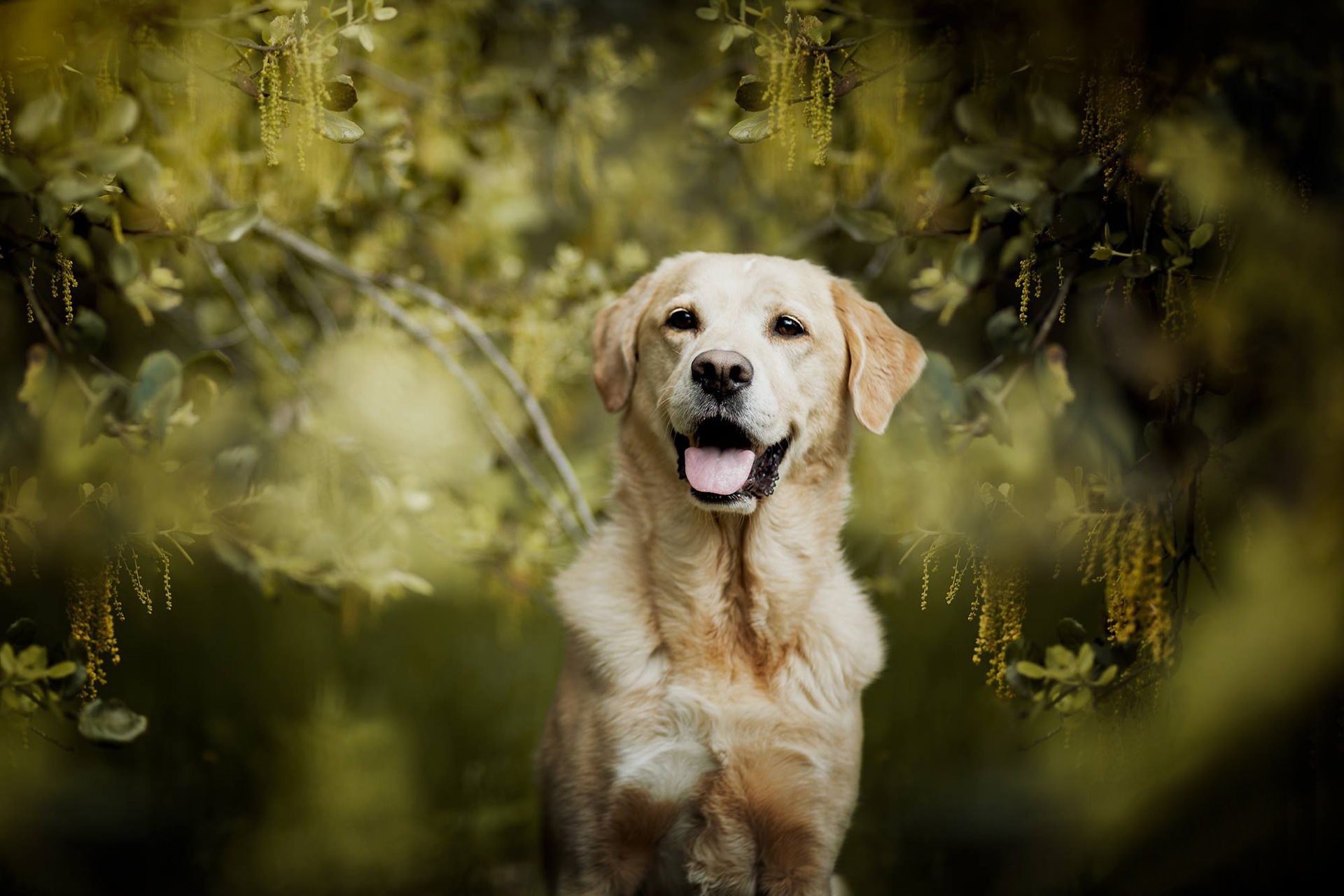Labrador Retriever Wallpapers Widescreen