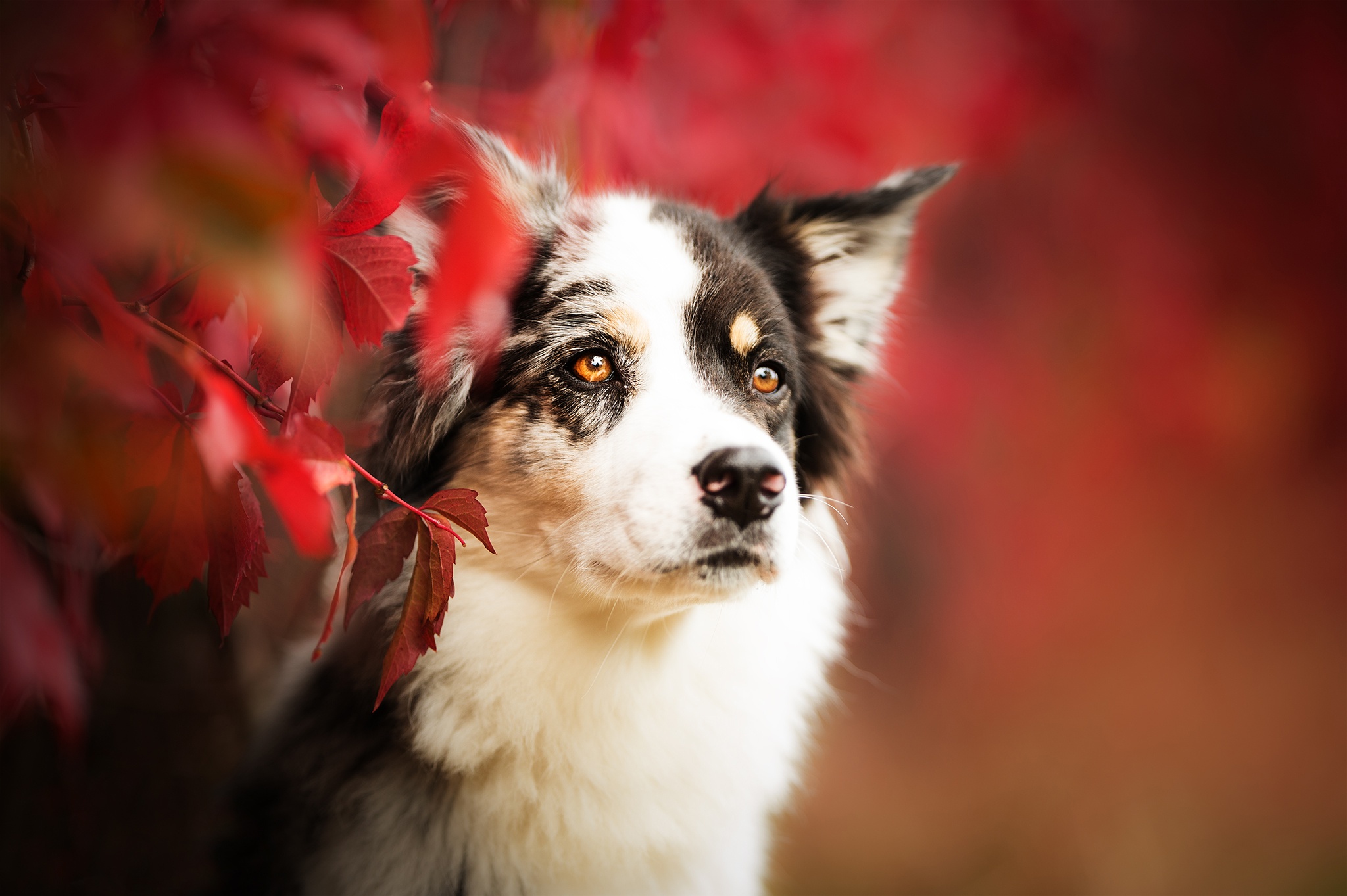Download Dog Animal Border Collie HD Wallpaper