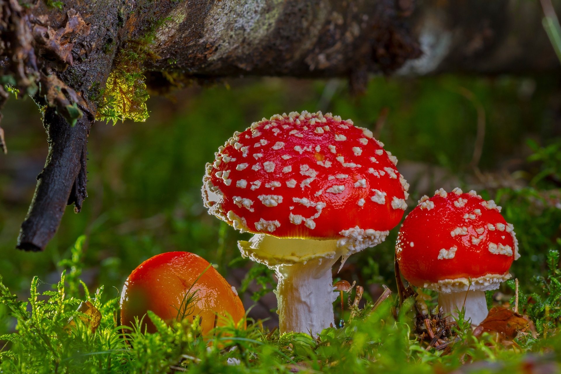 Download Fall Close-up Nature Mushroom 4k Ultra HD Wallpaper