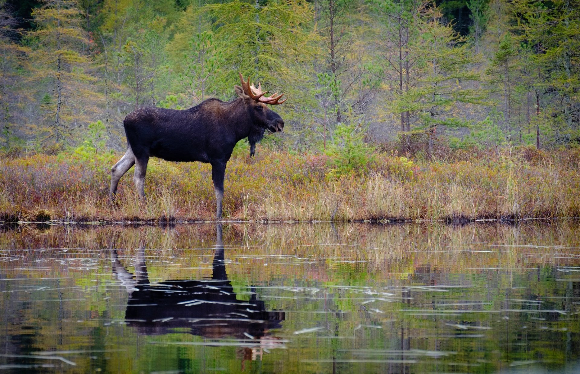 Moose HD Wallpaper | Background Image | 2048x1324 | ID:877814 ...