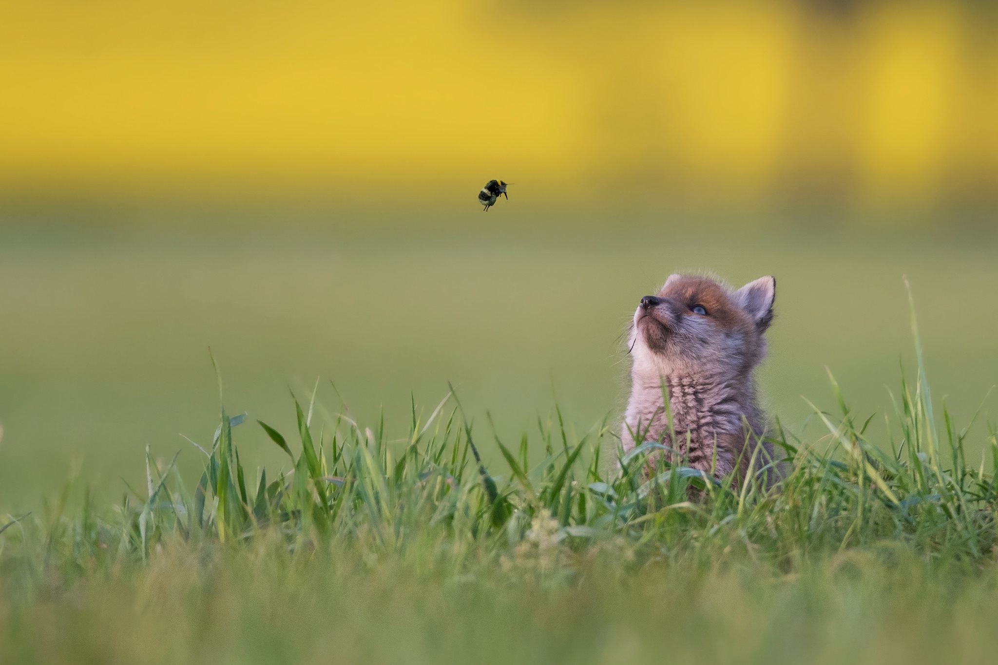 Curious Fox Cub in HD: Nature’s Adorable Baby Animal Wallpaper