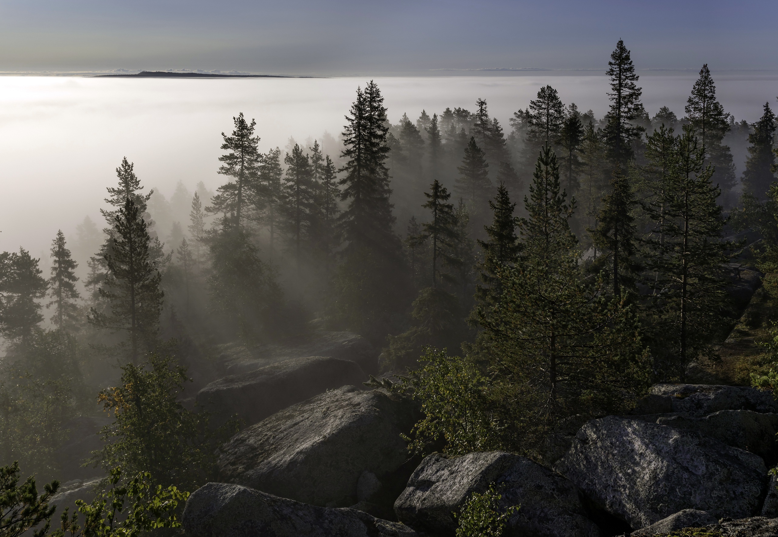 Download Tree Horizon Nature Fog HD Wallpaper