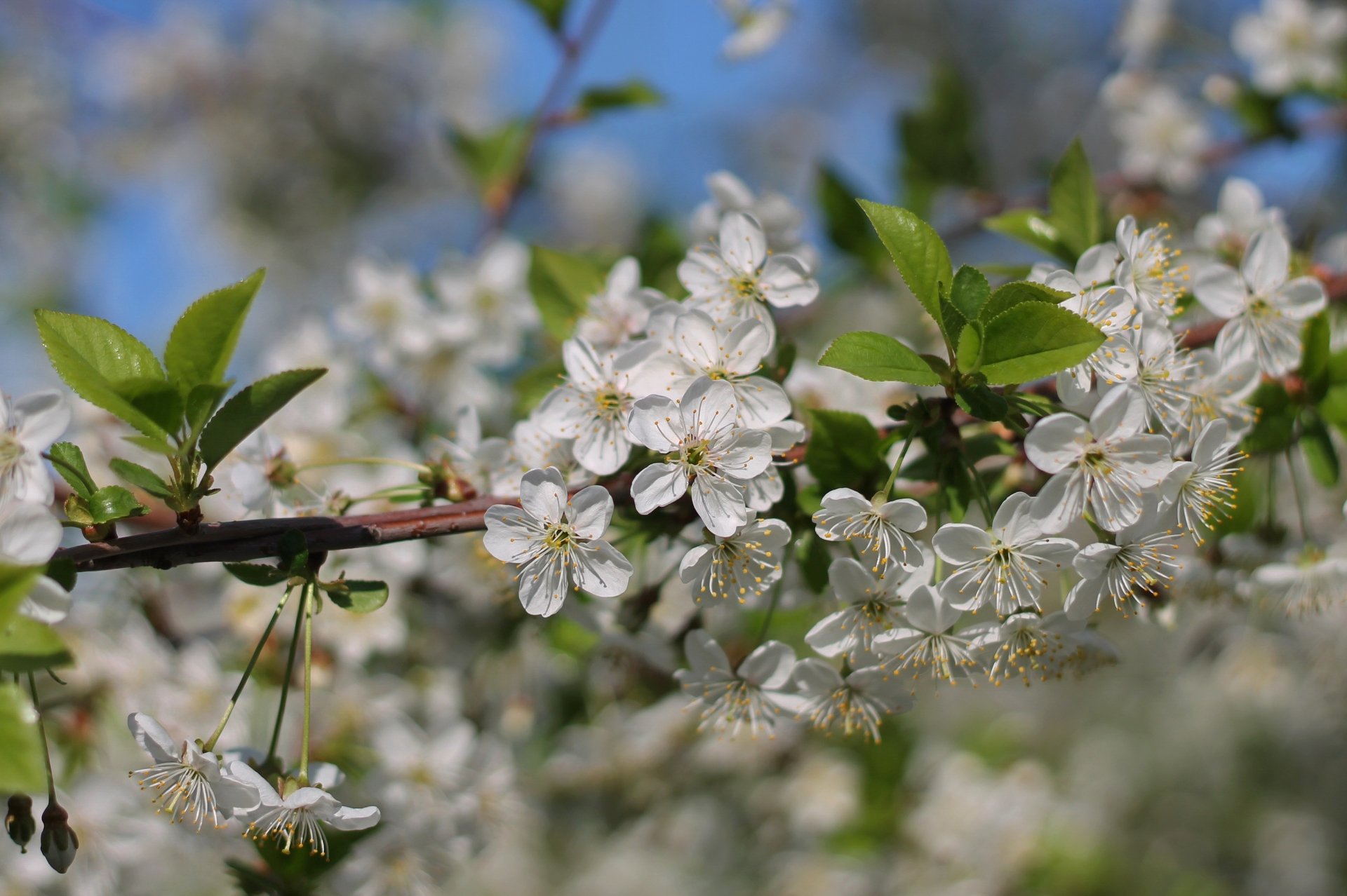 Spring Blossom: HD Close-Up of White Flowers in Full Bloom | 3088x2056 ...