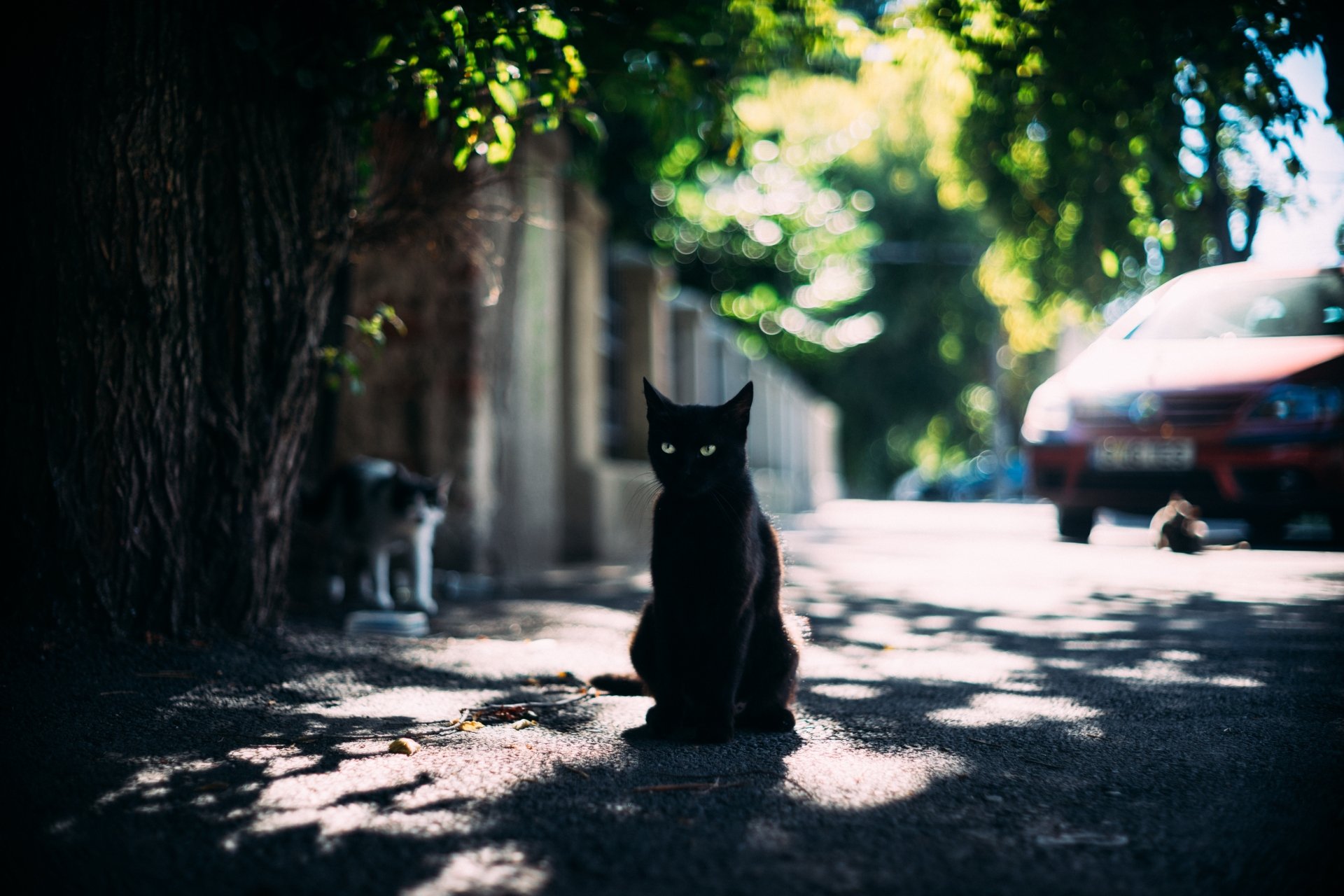 Sunlit Silhouette: Ultra HD Cat in Stunning Depth of Field