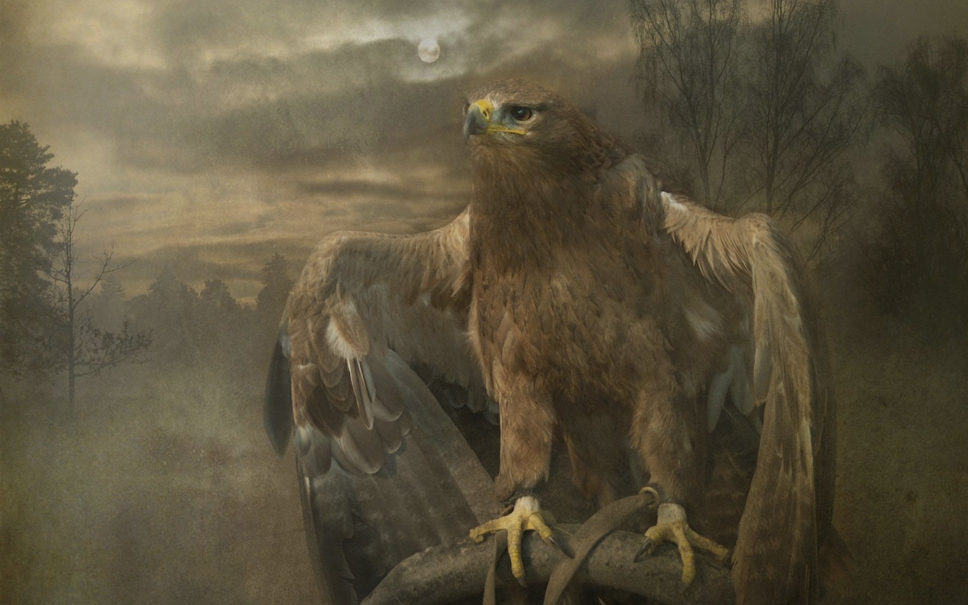 Download Eagle Moon Night Hawk Bird Animal Red-tailed Hawk HD Wallpaper