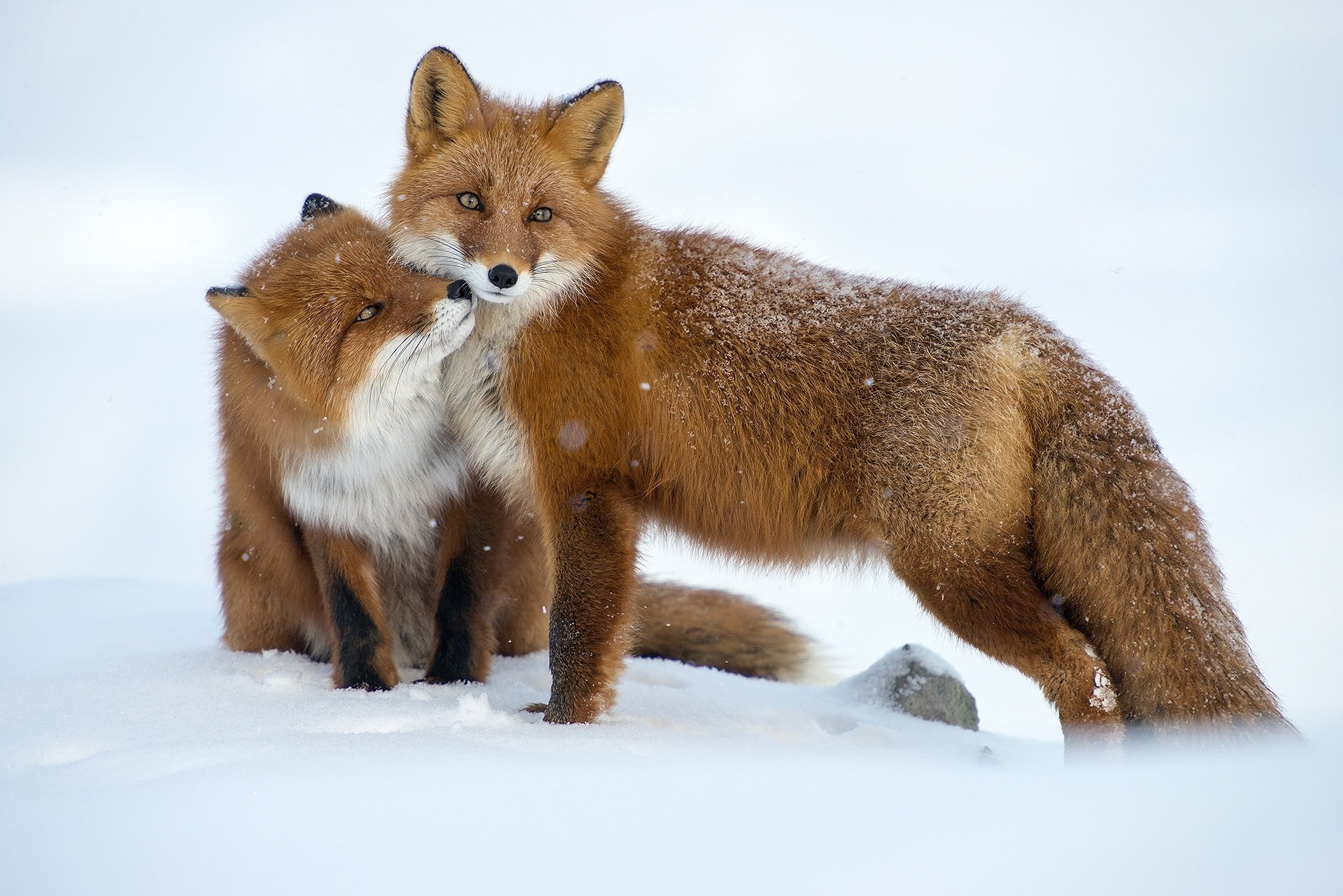 Winter Foxes in Snow - HD Wallpaper