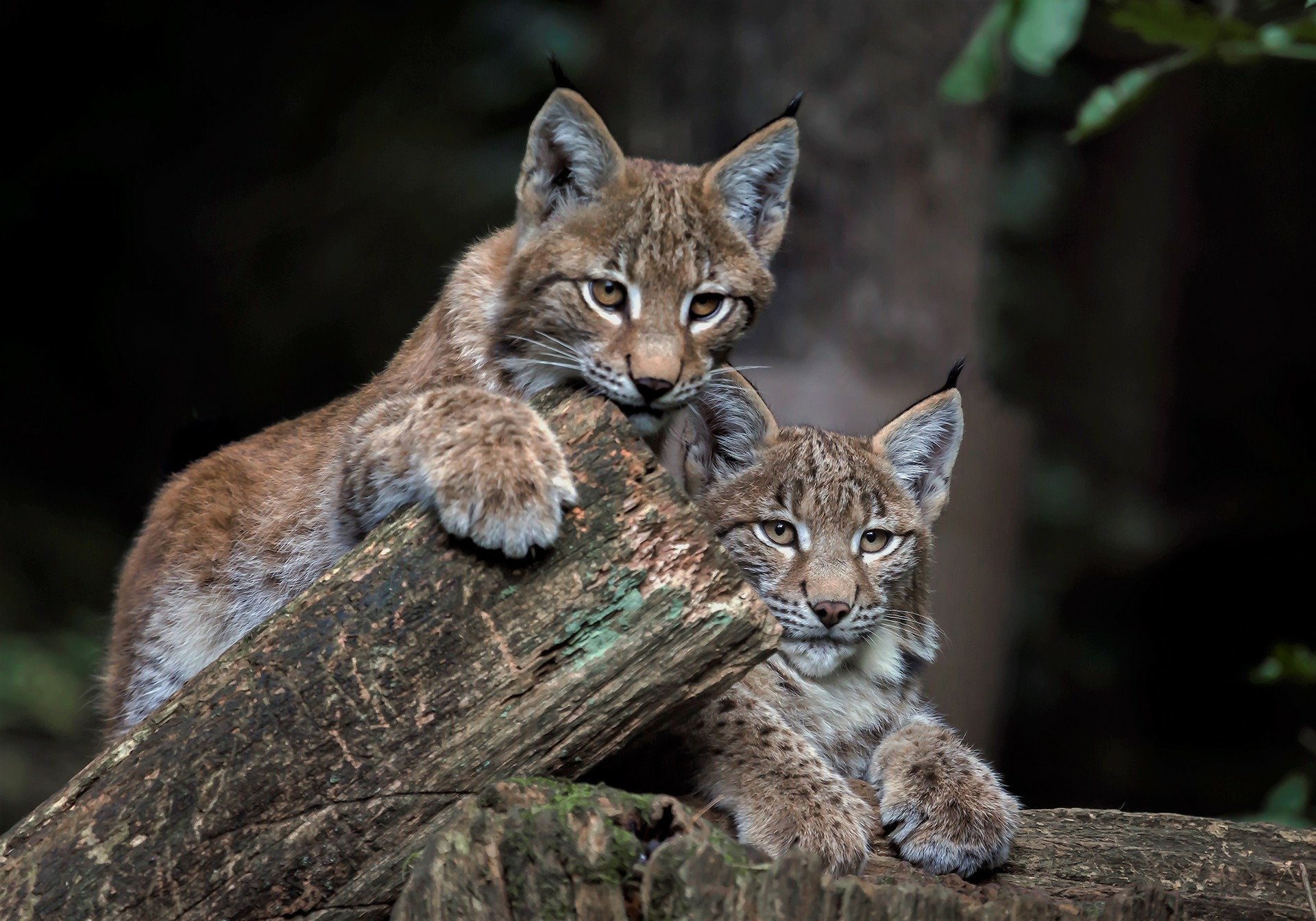 Majestic Lynx Cubs HD Wallpaper – Wild Elegance Captured