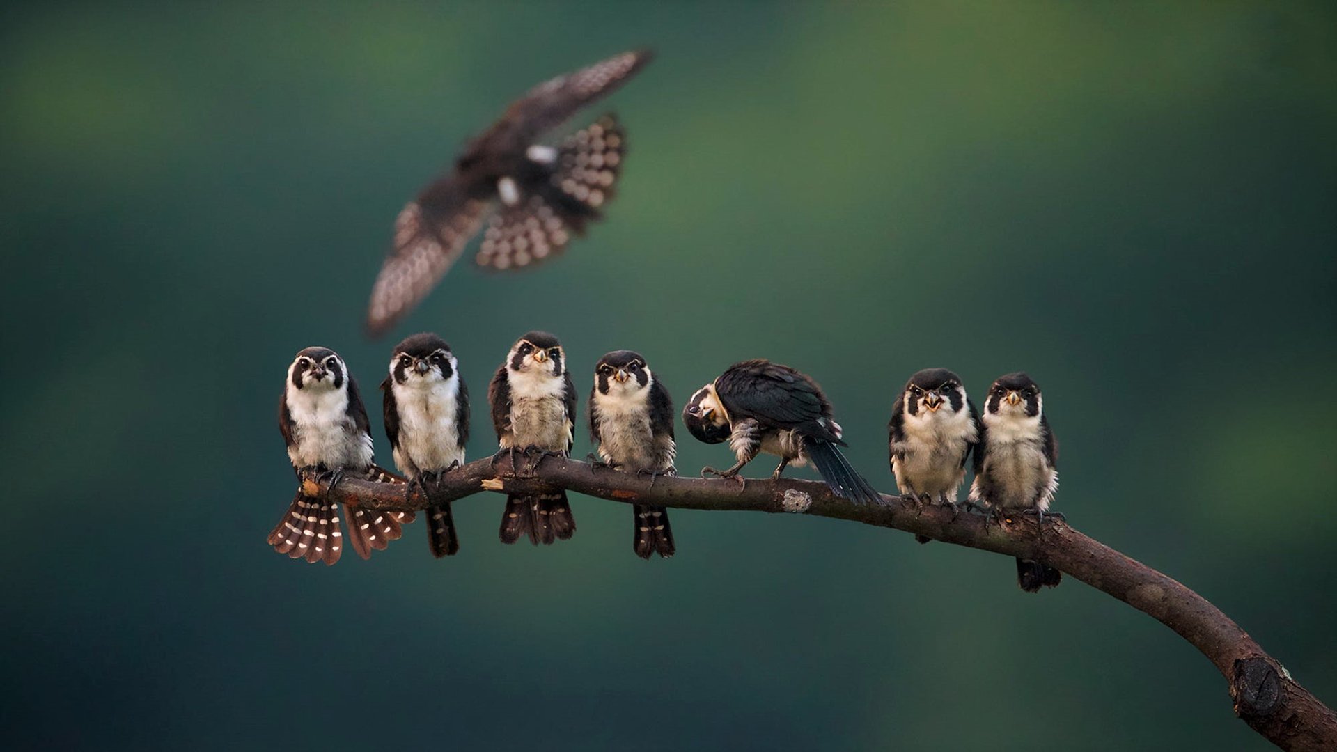 Perched Harmony: Stunning HD Wallpaper of Birds on a Branch by Kant Liang
