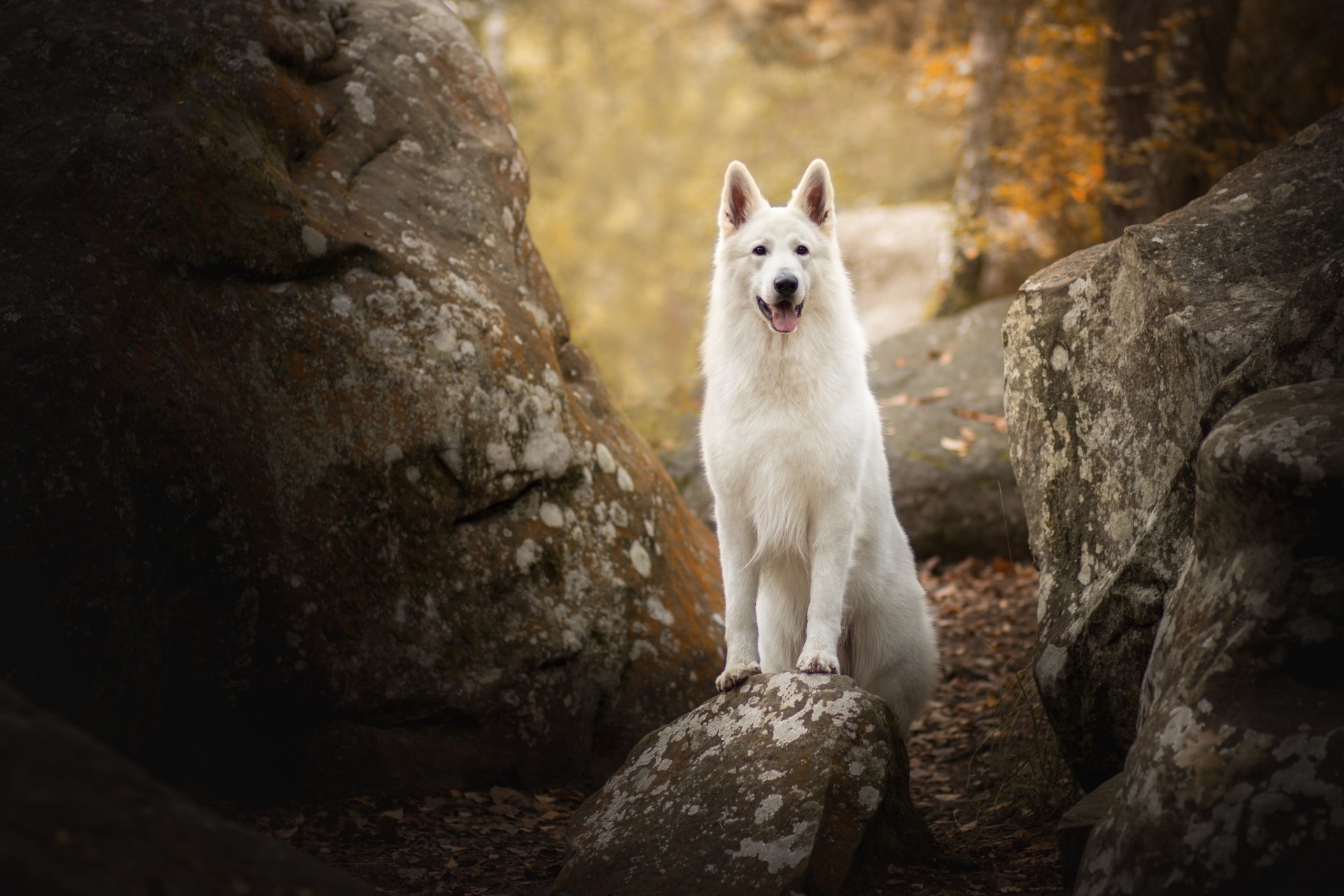 Majestic White Shepherd in Stunning 4K Depth of Field Wilderness Portrait