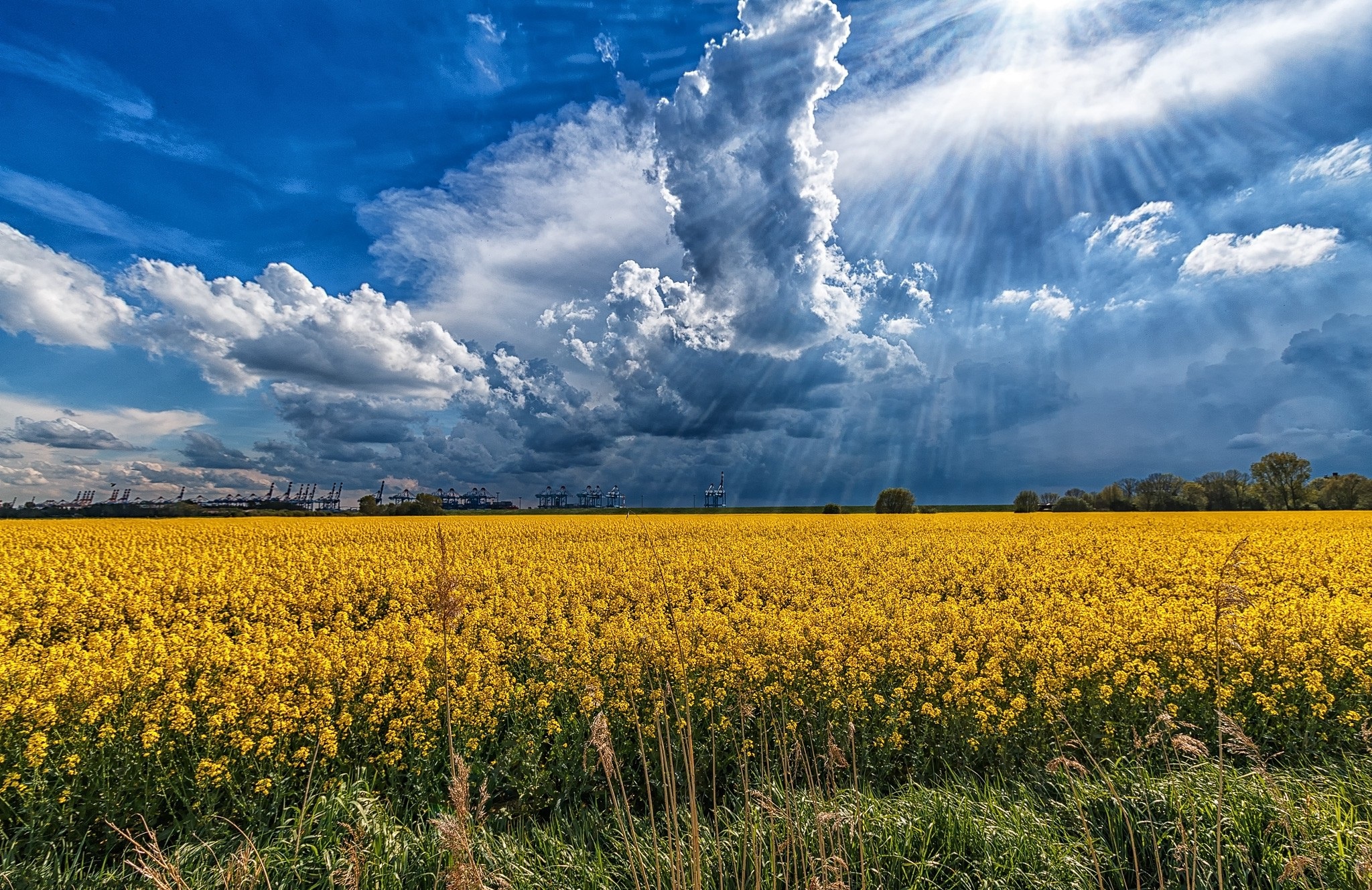 Download Sunbeam Cloud Sky Yellow Flower Flower Field Summer Nature ...