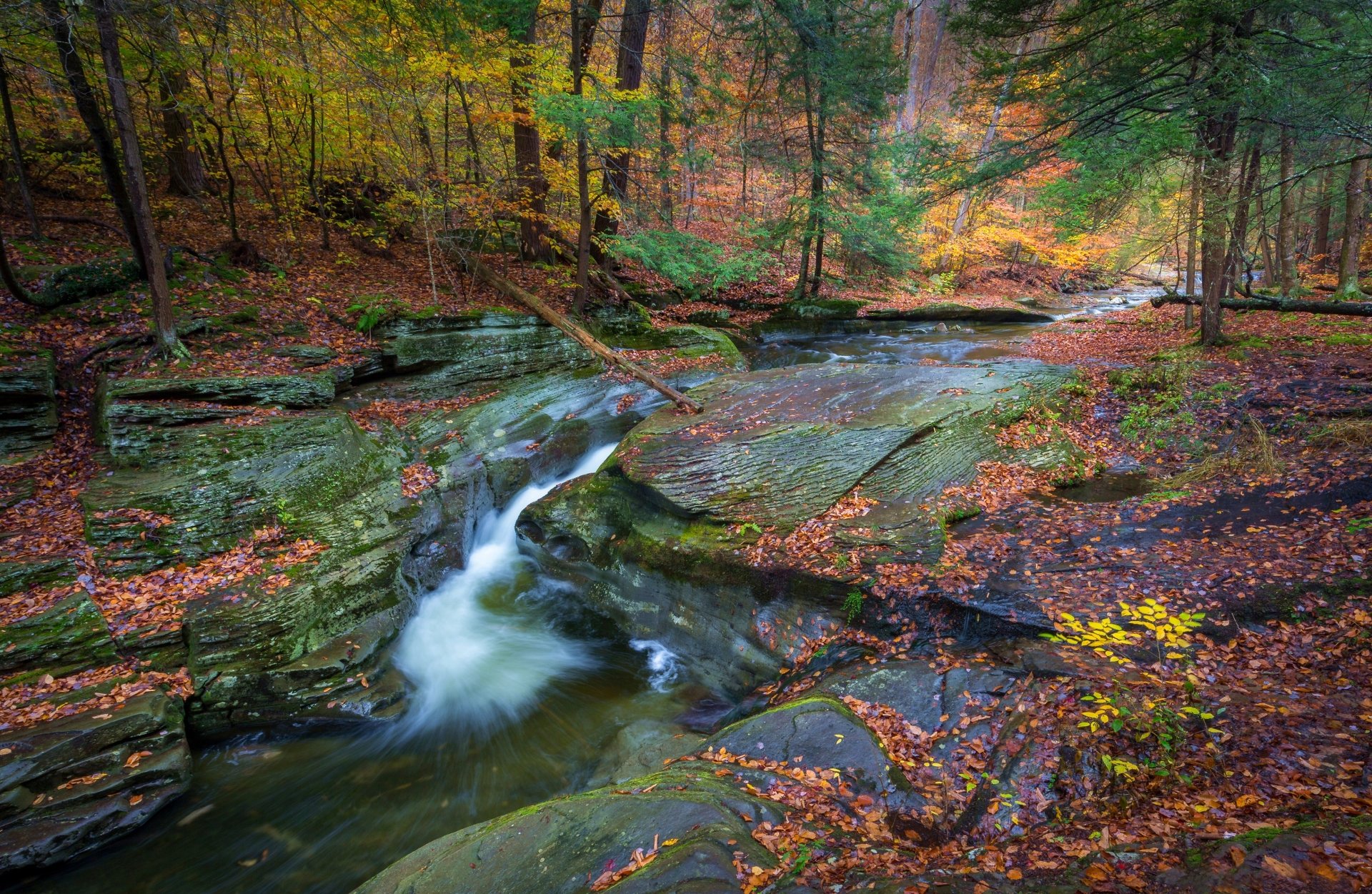 Download Fall Forest Nature Stream 4k Ultra Hd Wallpa - vrogue.co Download Fall Forest Nature Stream 4k Ultra Hd Wallpa - vrogue.co